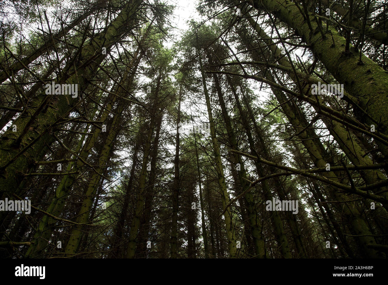 Tall tree in scottish hi-res stock photography and images - Alamy