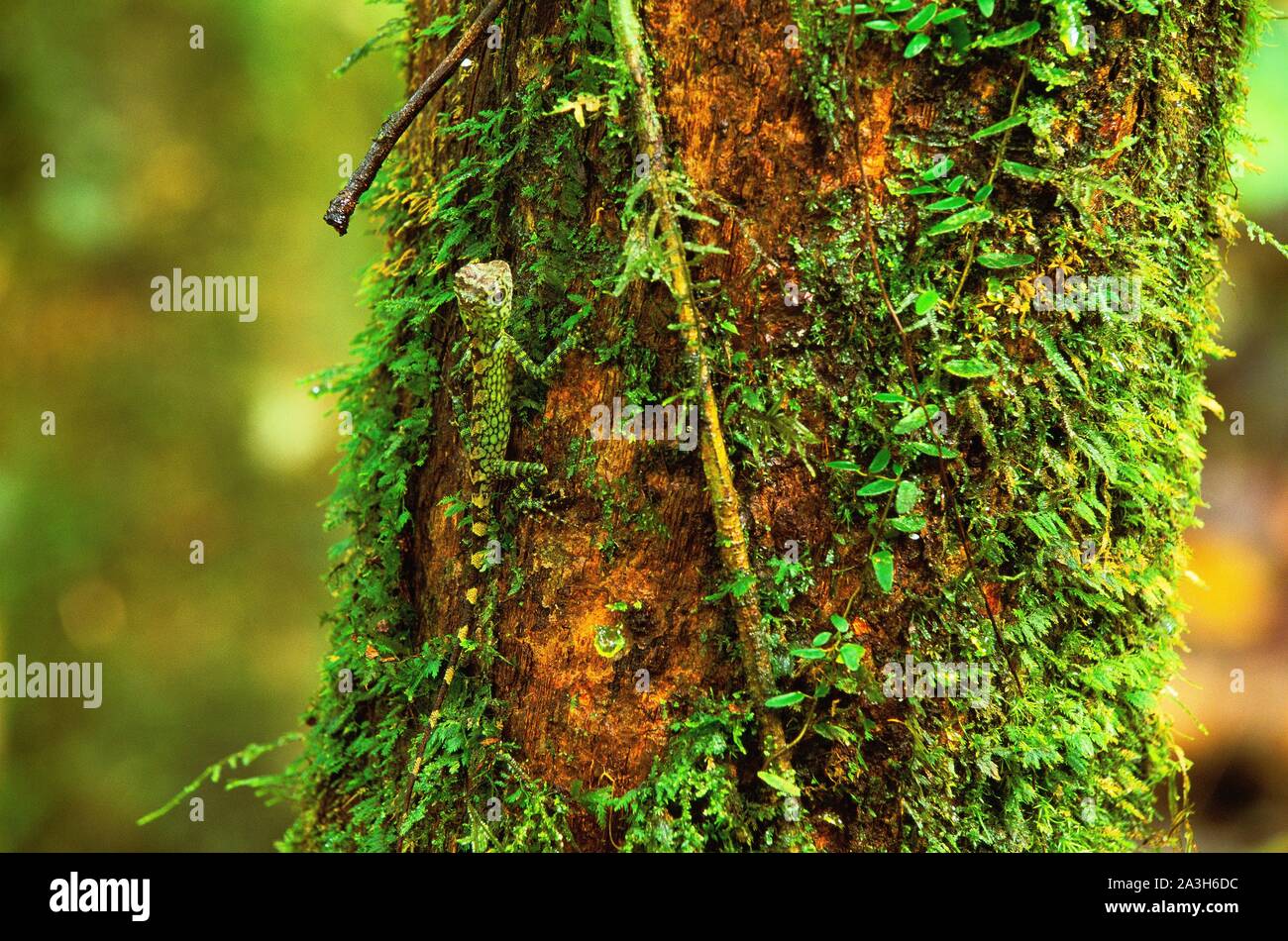 Malaysia, Borneo, Danum Valley, Flying Dragons (Draco Volans) are tree ...