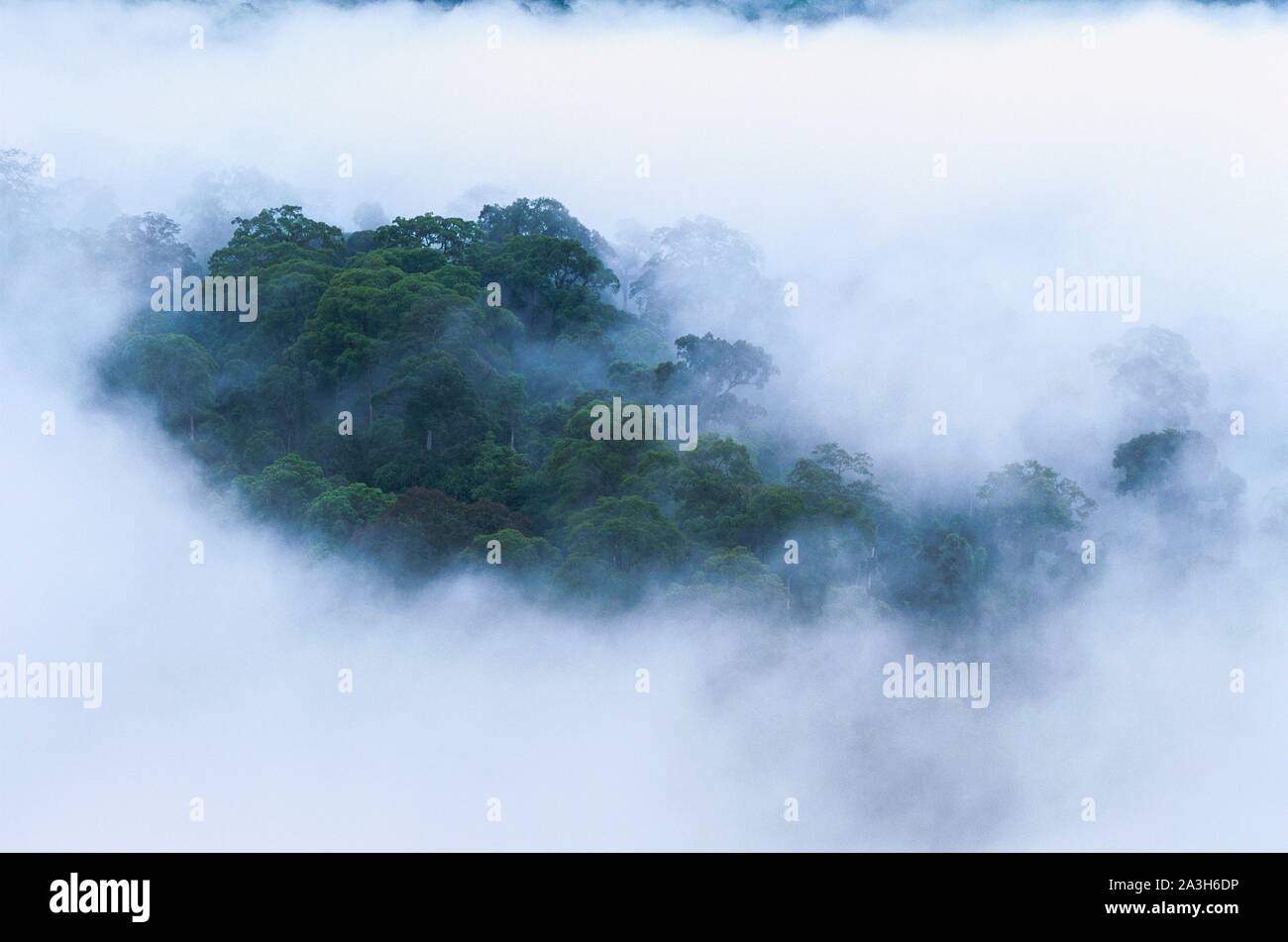 Malaysia, Borneo, Danum Valley, Danum Valley Conservation Area Stock ...