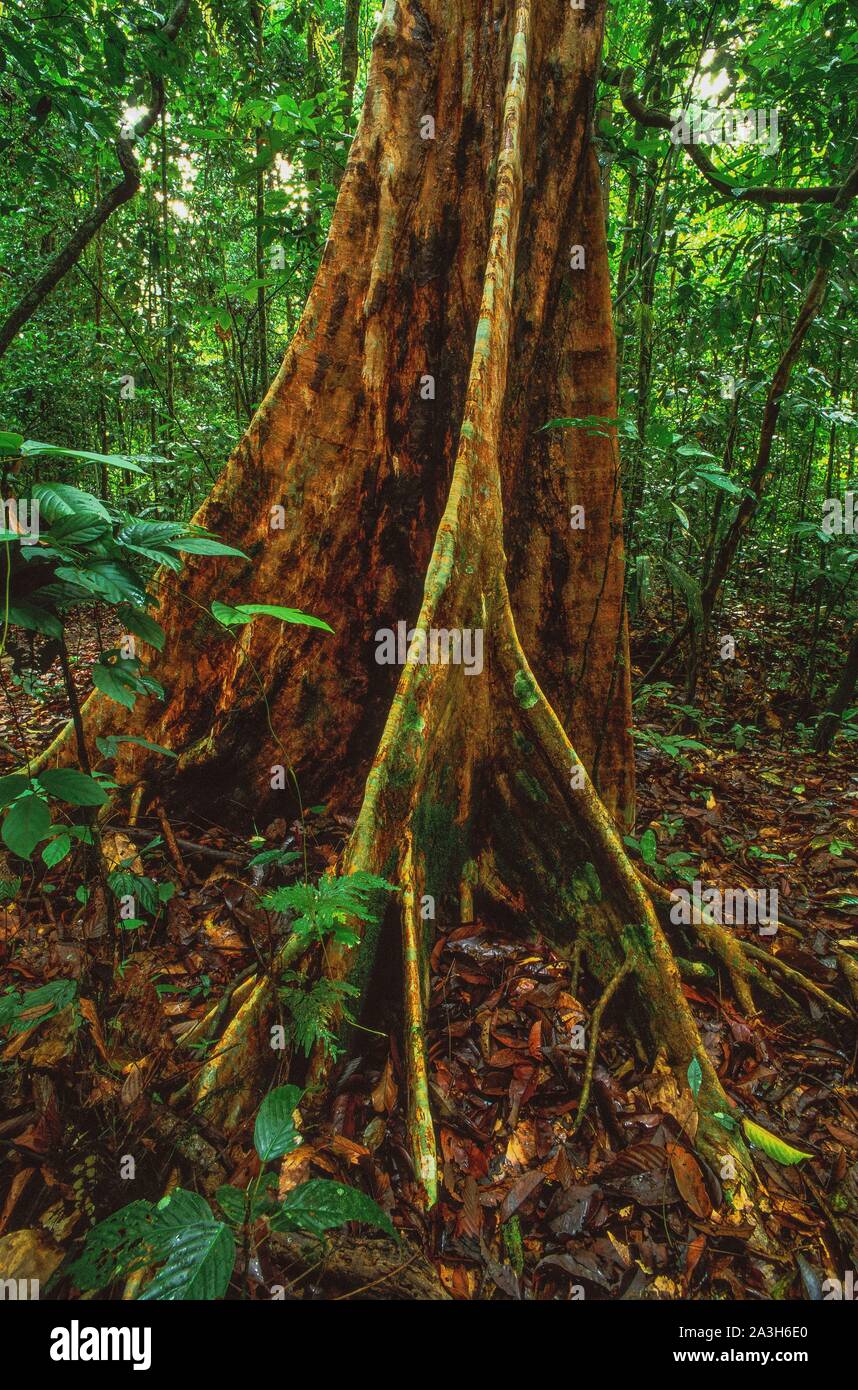 Sumatran rainforest people hi-res stock photography and images - Alamy