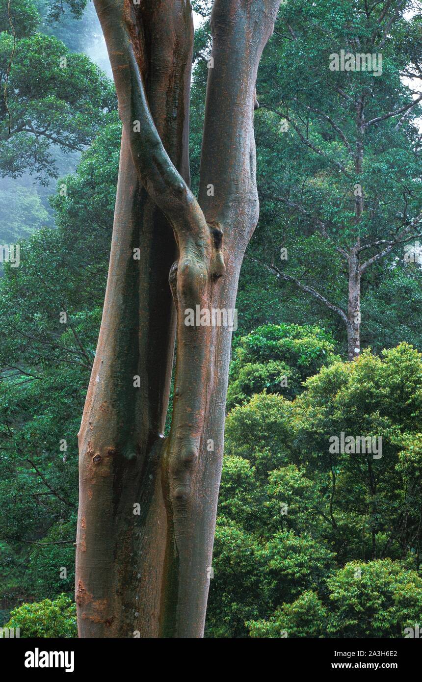 Malaysia, Borneo, Danum Valley, Danum Valley Conservation Area Stock ...