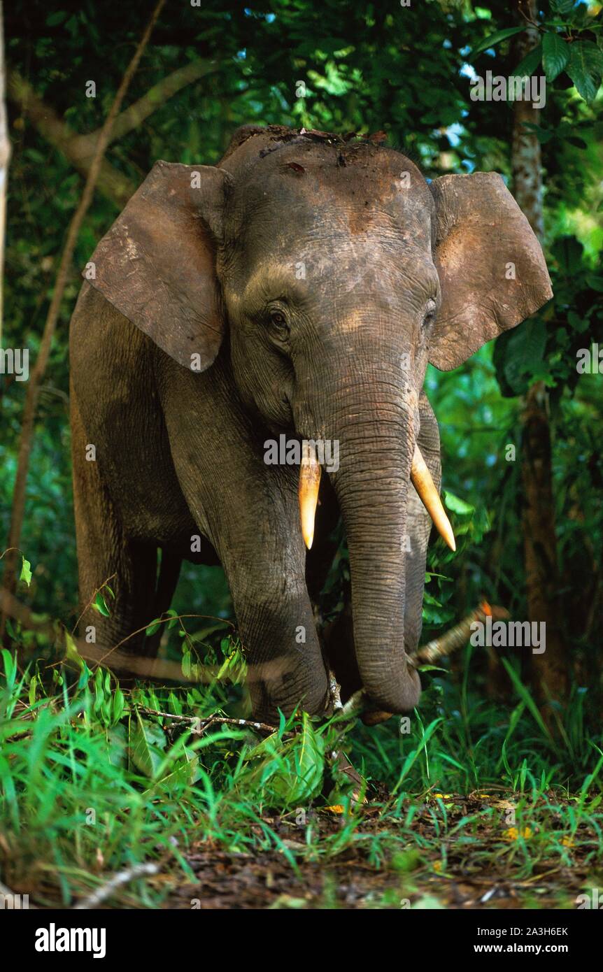 Malaysia, Borneo, Kinabatangan River, Pygmy Elephants of Borneo Stock ...