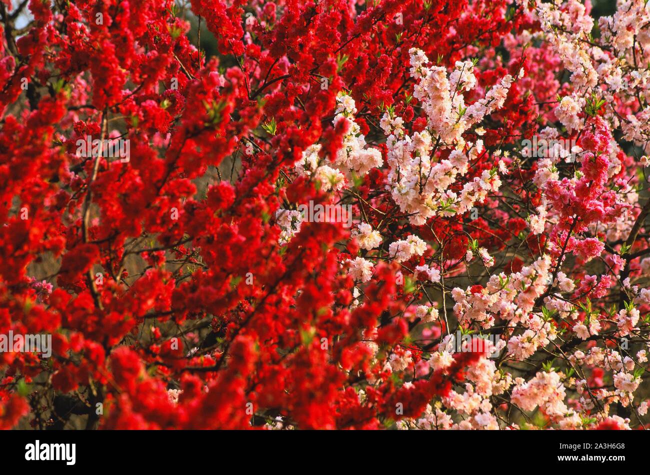 Hanani hi-res stock photography and images - Alamy