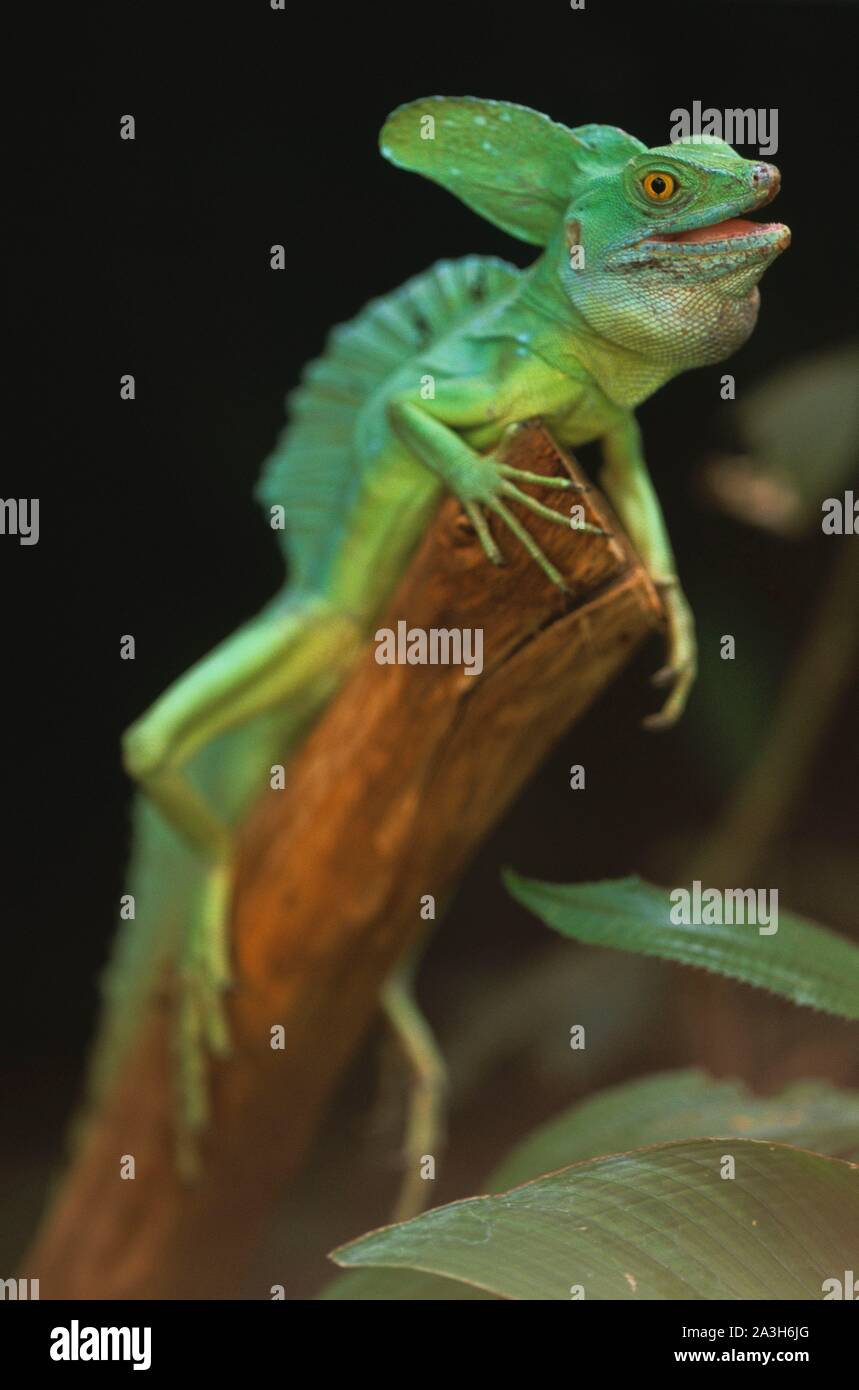 Costa Rica, Monteverde, In the Monteverde Cloud Forest in Costa Rica ...