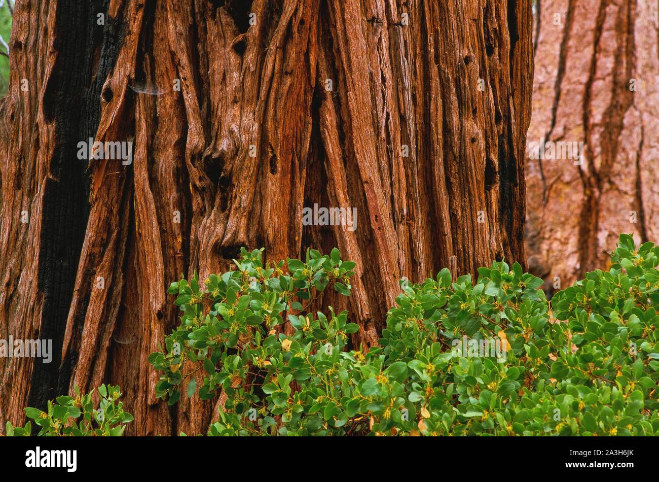 United States, California, Yosemite National Park, Fire plays an ...