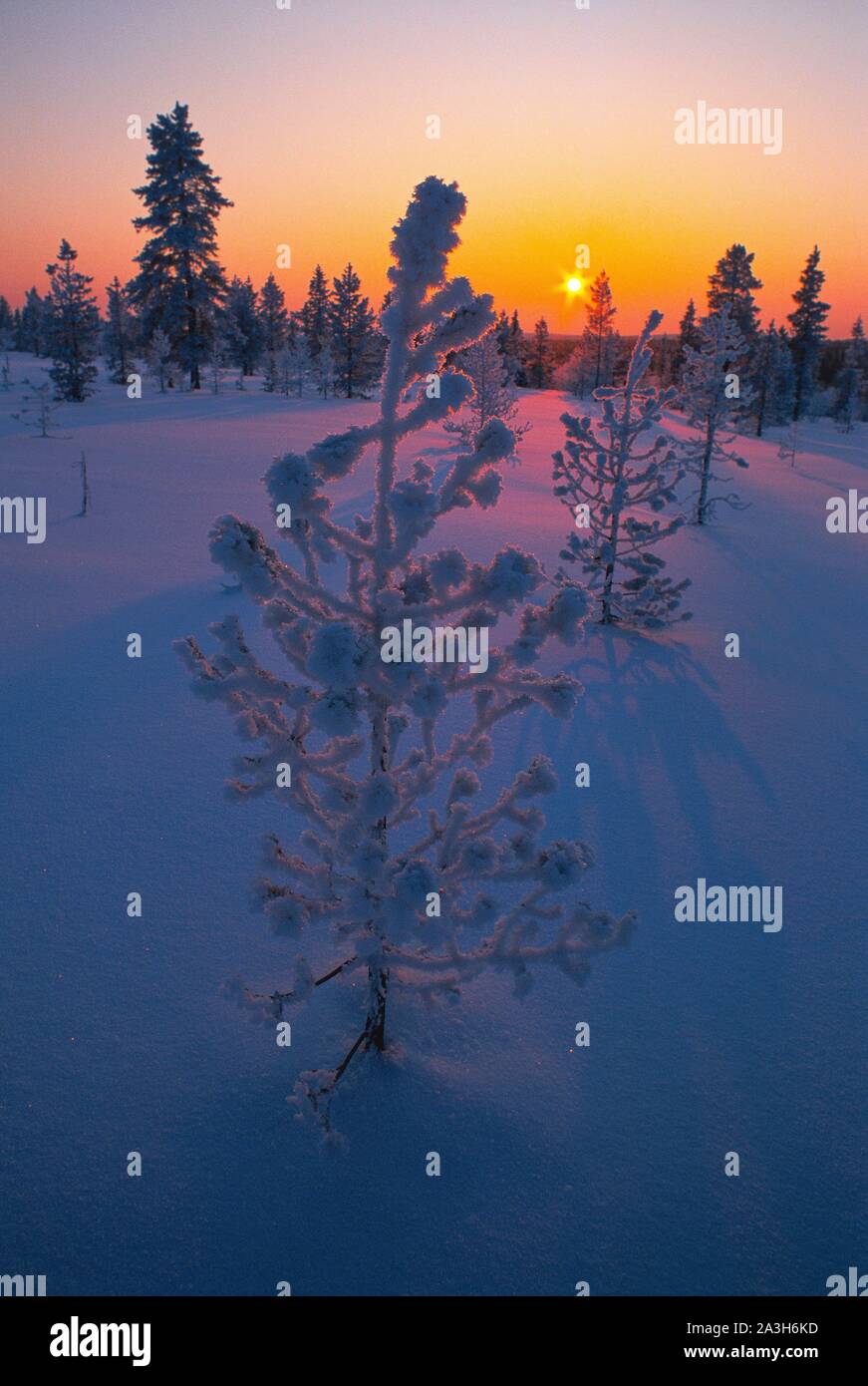 Finland, Lapland, Inari region, Boreal forest Stock Photo - Alamy