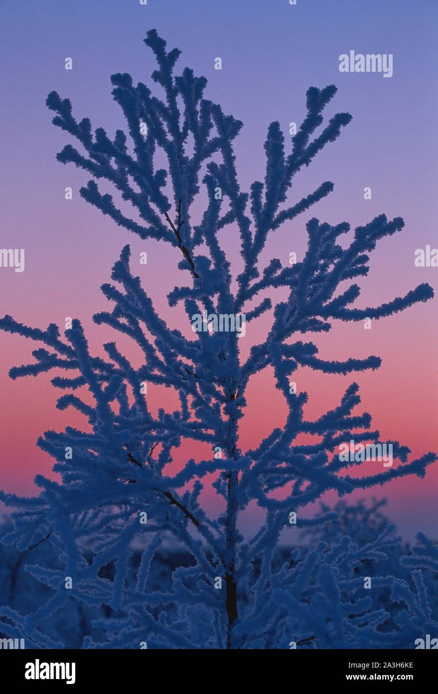 Finland, Lapland, Inari region, Boreal forest Stock Photo - Alamy