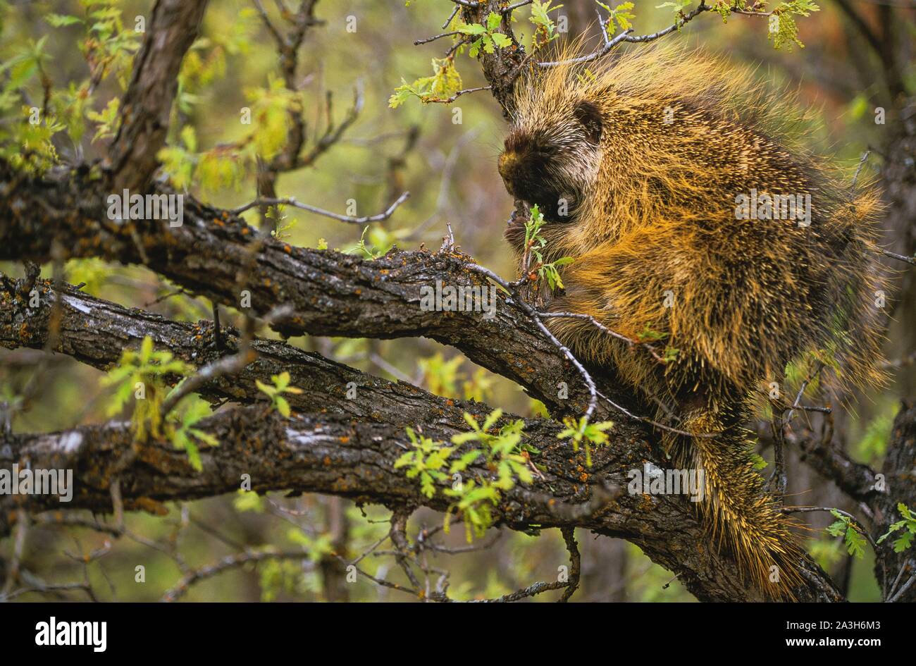 United States, Wyoming, Devil Tower National Park, Porcupines are often ...