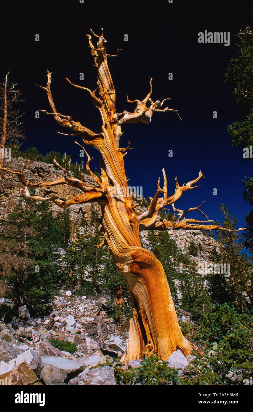 United States, Utah, Grand Bassin National Park, the Bristlecone Pine ...