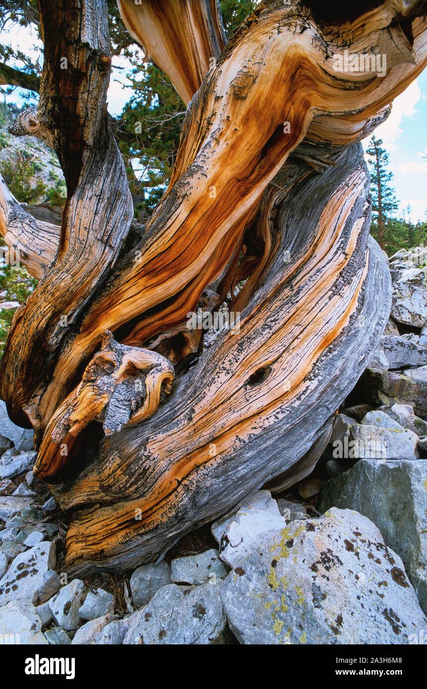 United States, Utah, Grand Bassin National Park, the Bristlecone Pine ...