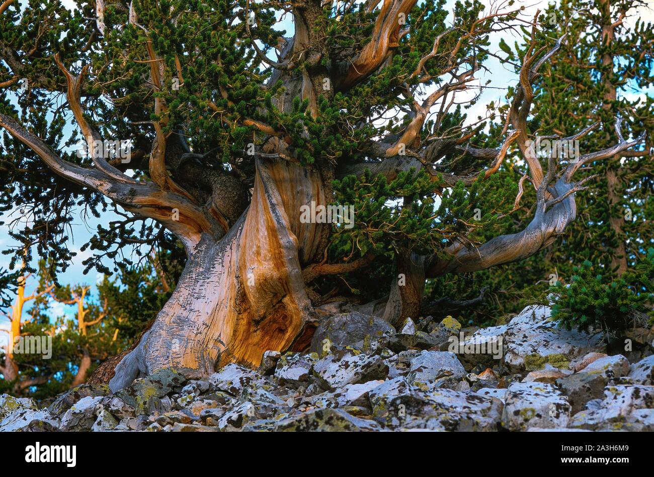 United States, Utah, Grand Bassin National Park, the Bristlecone Pine ...