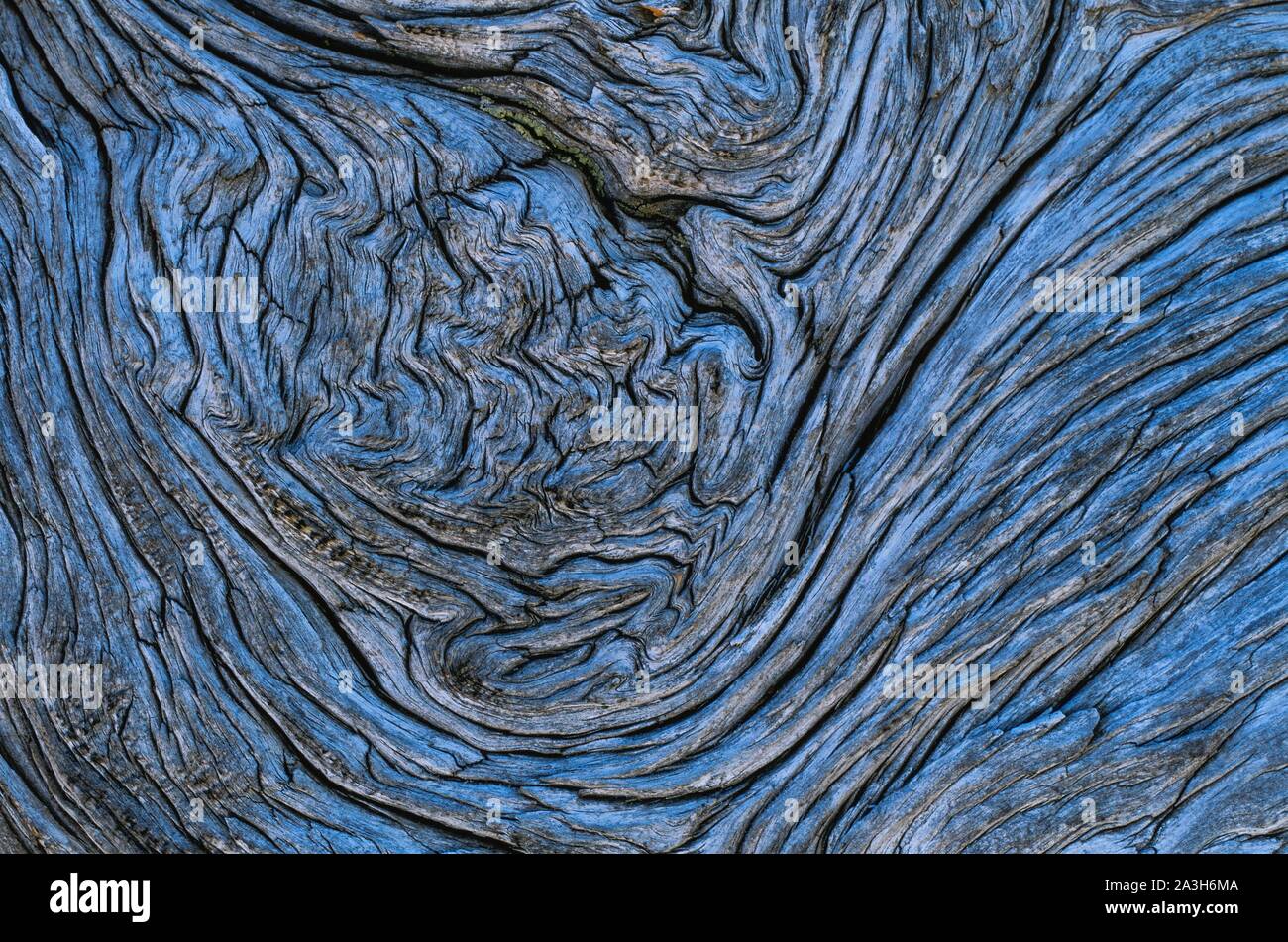 United States, Utah, Grand Bassin National Park, the Bristlecone Pine ...