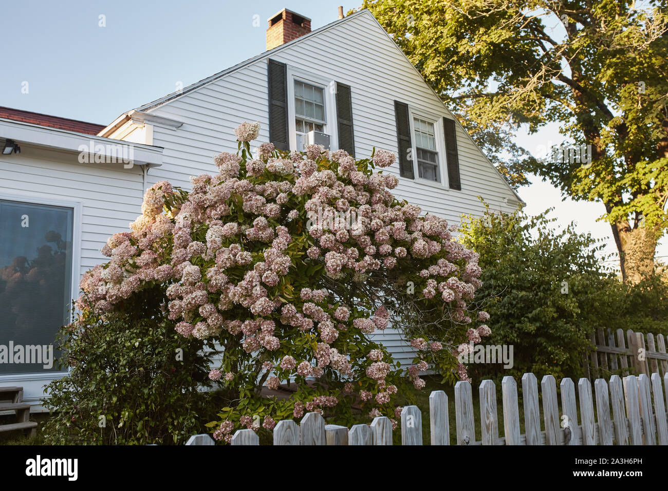Pink hydrangea shrub against a gray wooden post fence in a residential ...
