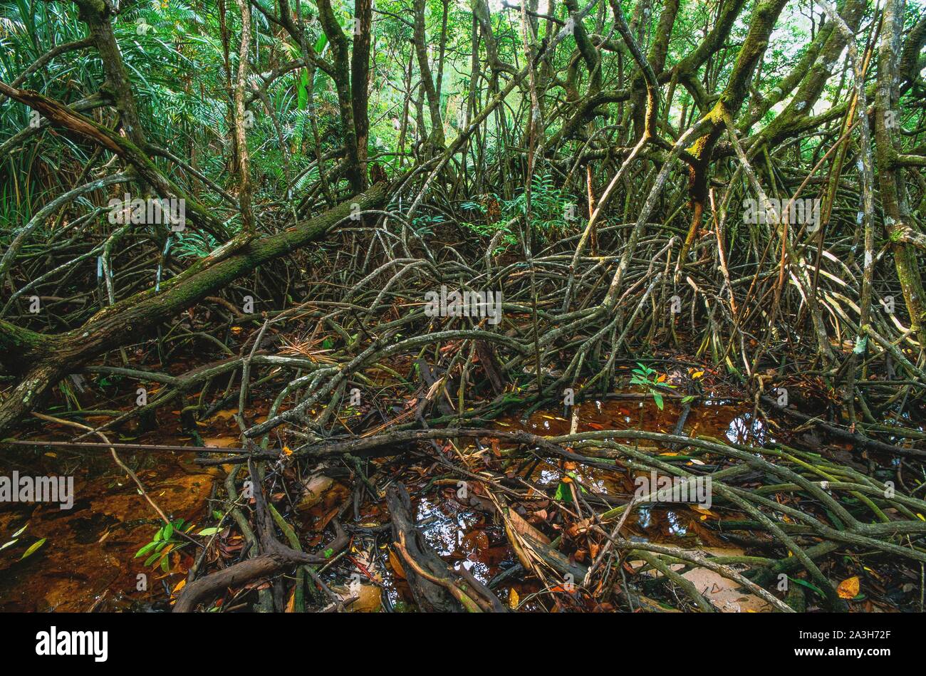 Malaysia, Borneo, Bako National Park, Mangroves are among the most ...