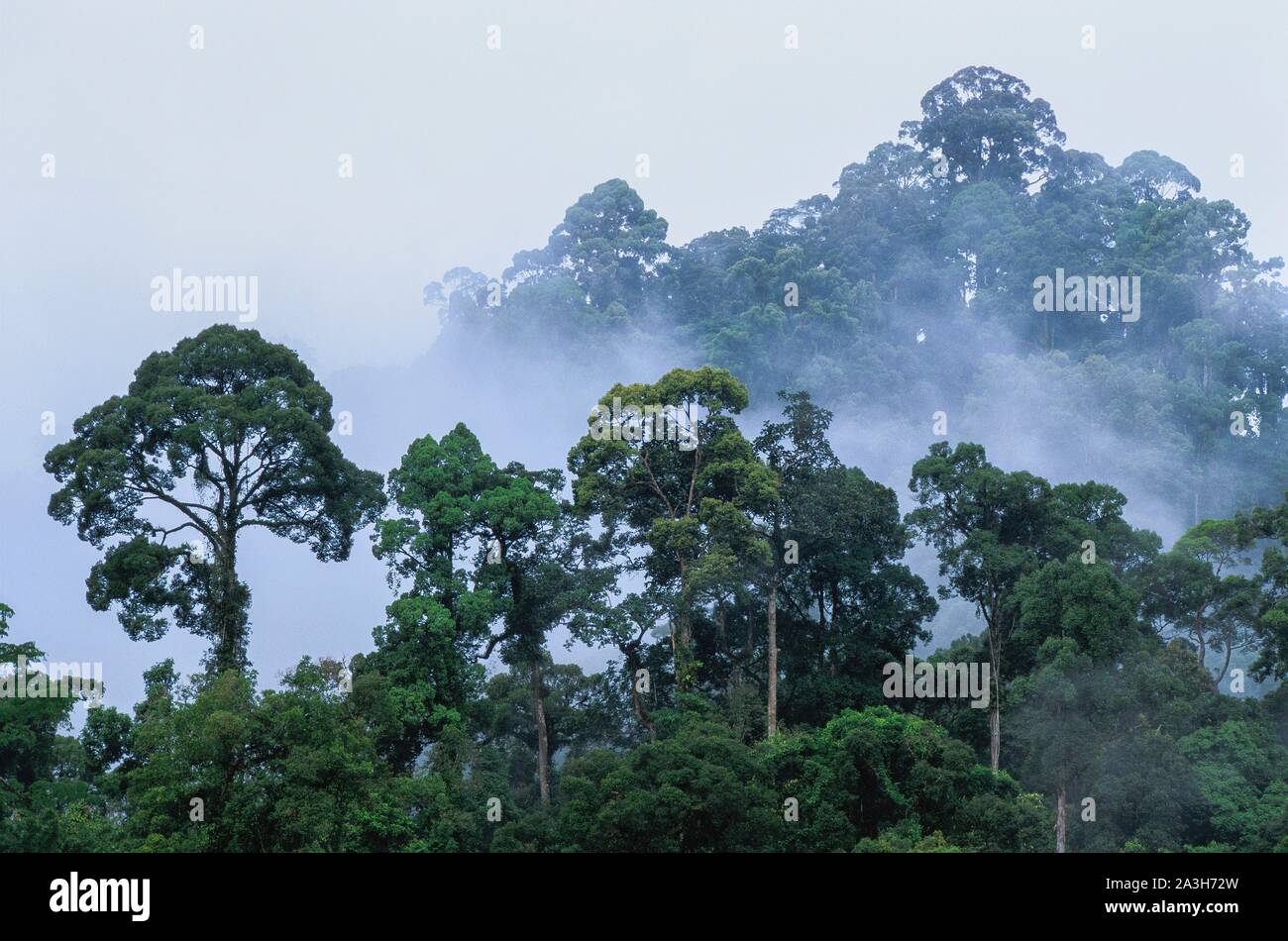 Malaysia, Borneo, Danum Valley, Danum Valley Conservation Area Stock ...