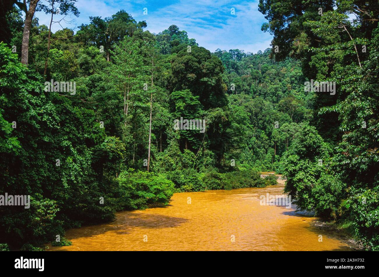 Malaysia, Borneo, Danum Valley, Danum Valley Conservation Area Stock ...