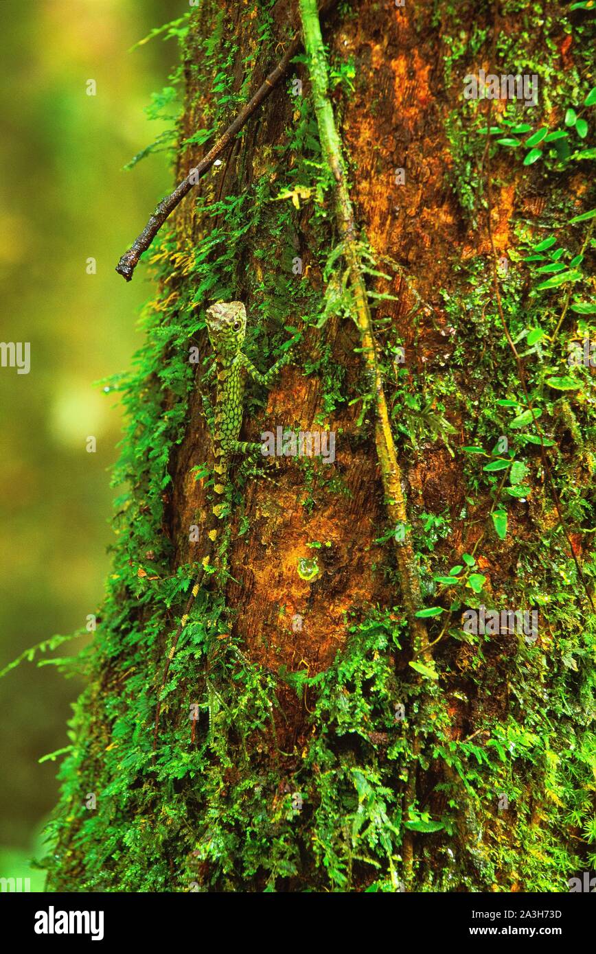 Malaysia, Borneo, Danum Valley, Flying Dragons (Draco Volans) are tree ...