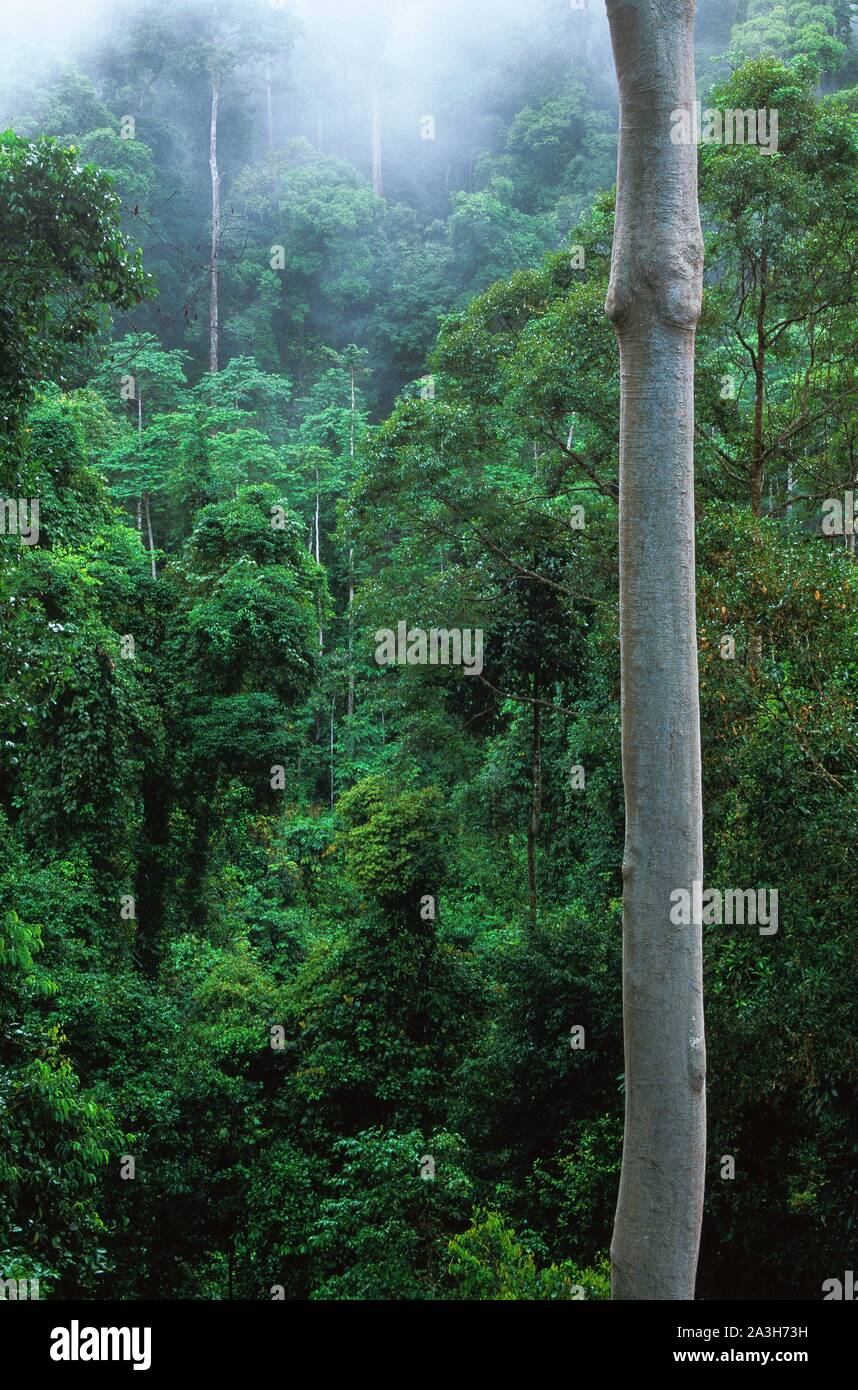 Malaysia, Borneo, Danum Valley, Danum Valley Conservation Area Stock ...