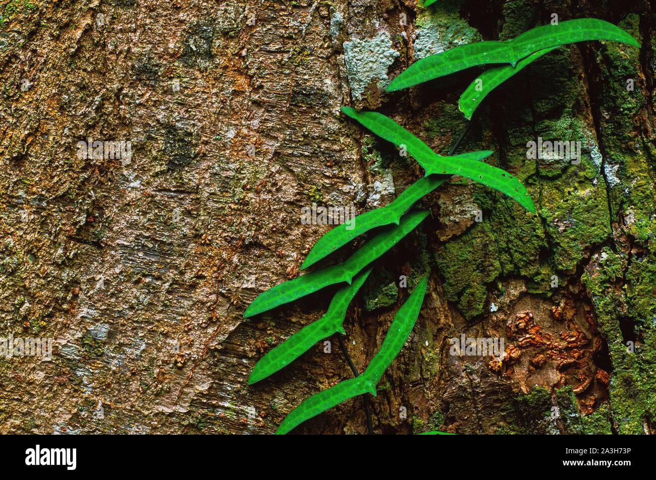 Malaysia, Borneo, Danum Valley, Danum Valley Conservation Area Stock ...