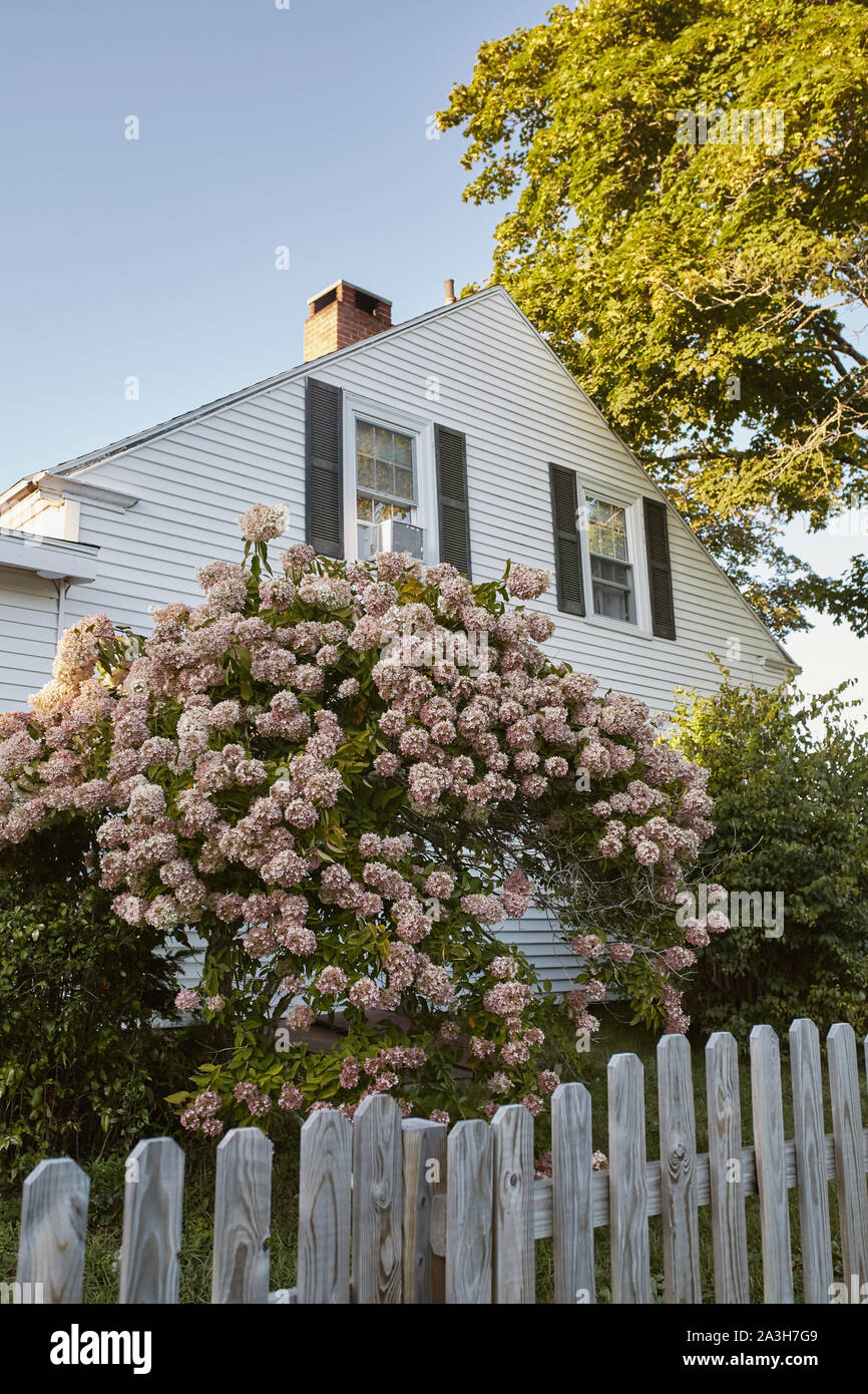 Hydrangea macrophylla care hi-res stock photography and images - Alamy