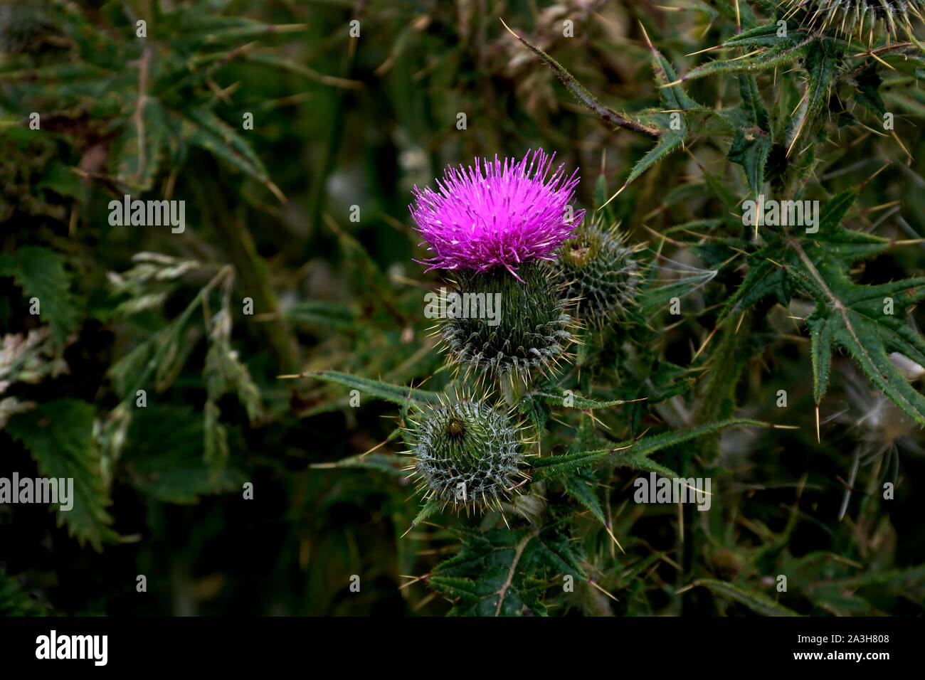 Scottish thistle growing in a highland field Stock Photo - Alamy