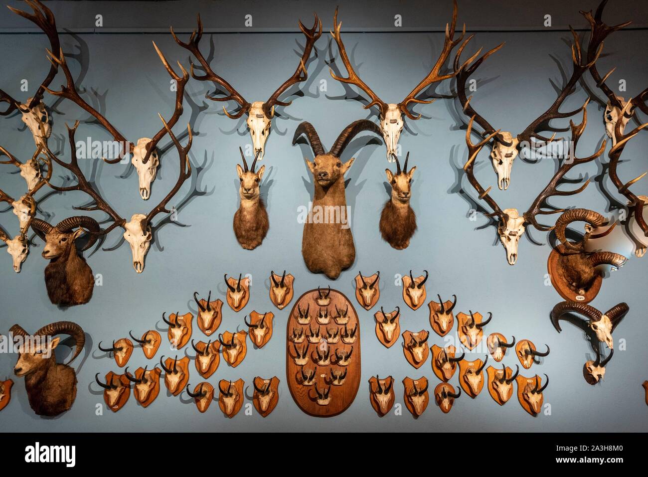Trophies france hunting hi-res stock photography and images - Alamy