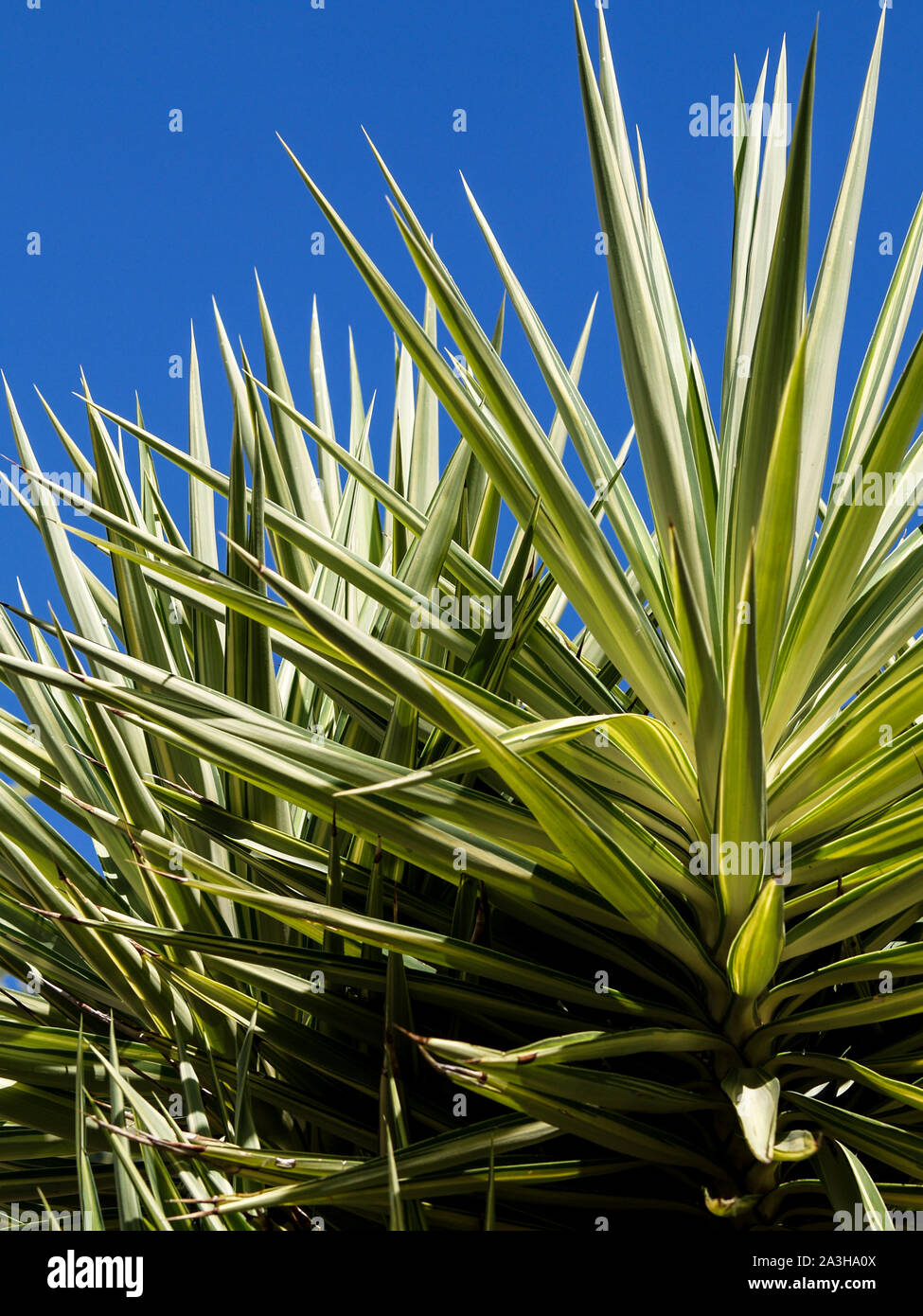 Yucca gigantea hi-res stock photography and images - Alamy