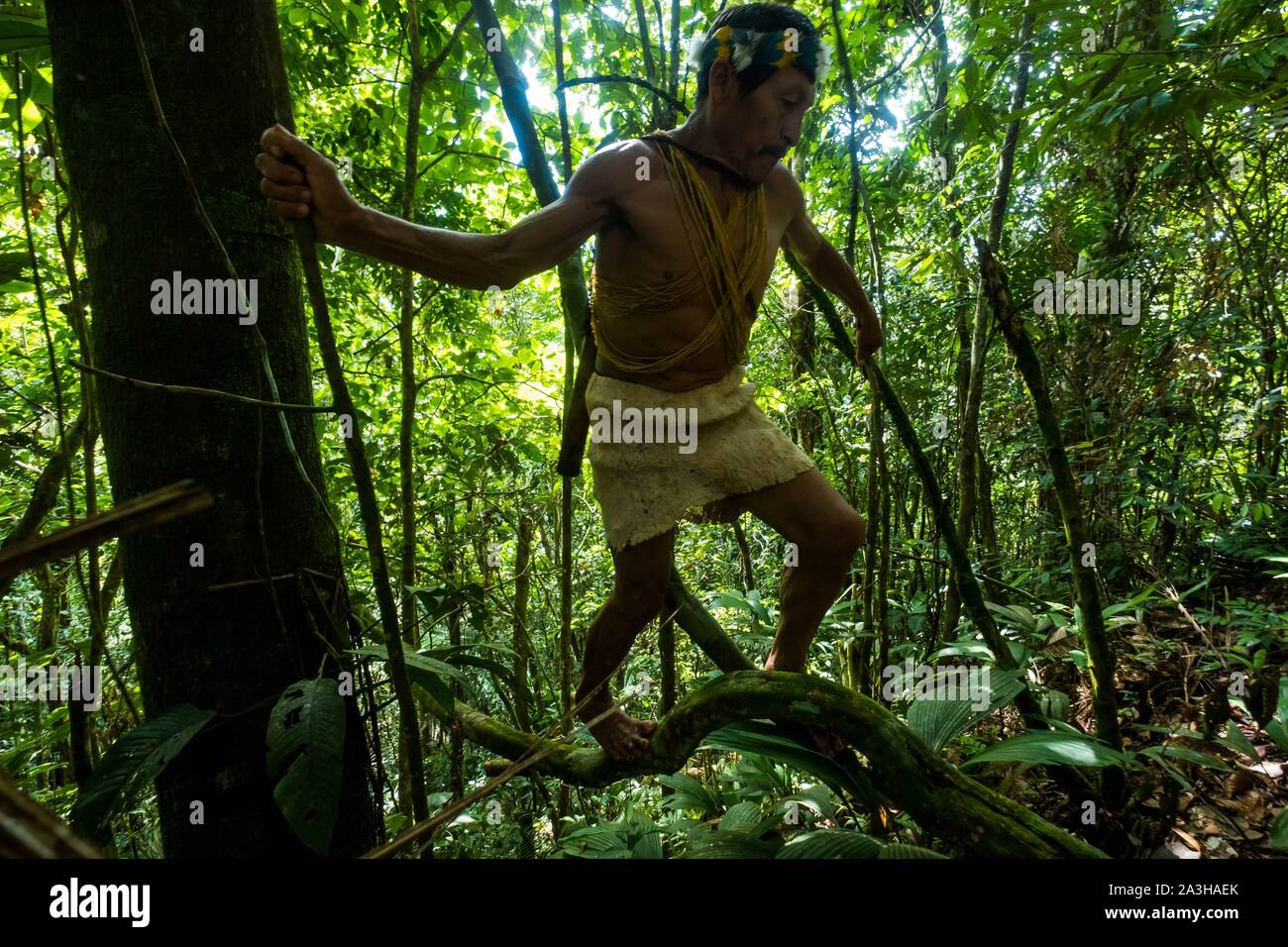 Ecuador, Tena, immersion life experience with the Waoranis of the Rio ...
