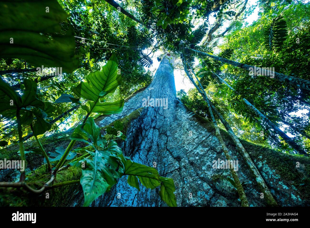 Ecuador, Tena, immersion life experience with the Waoranis of the Rio ...