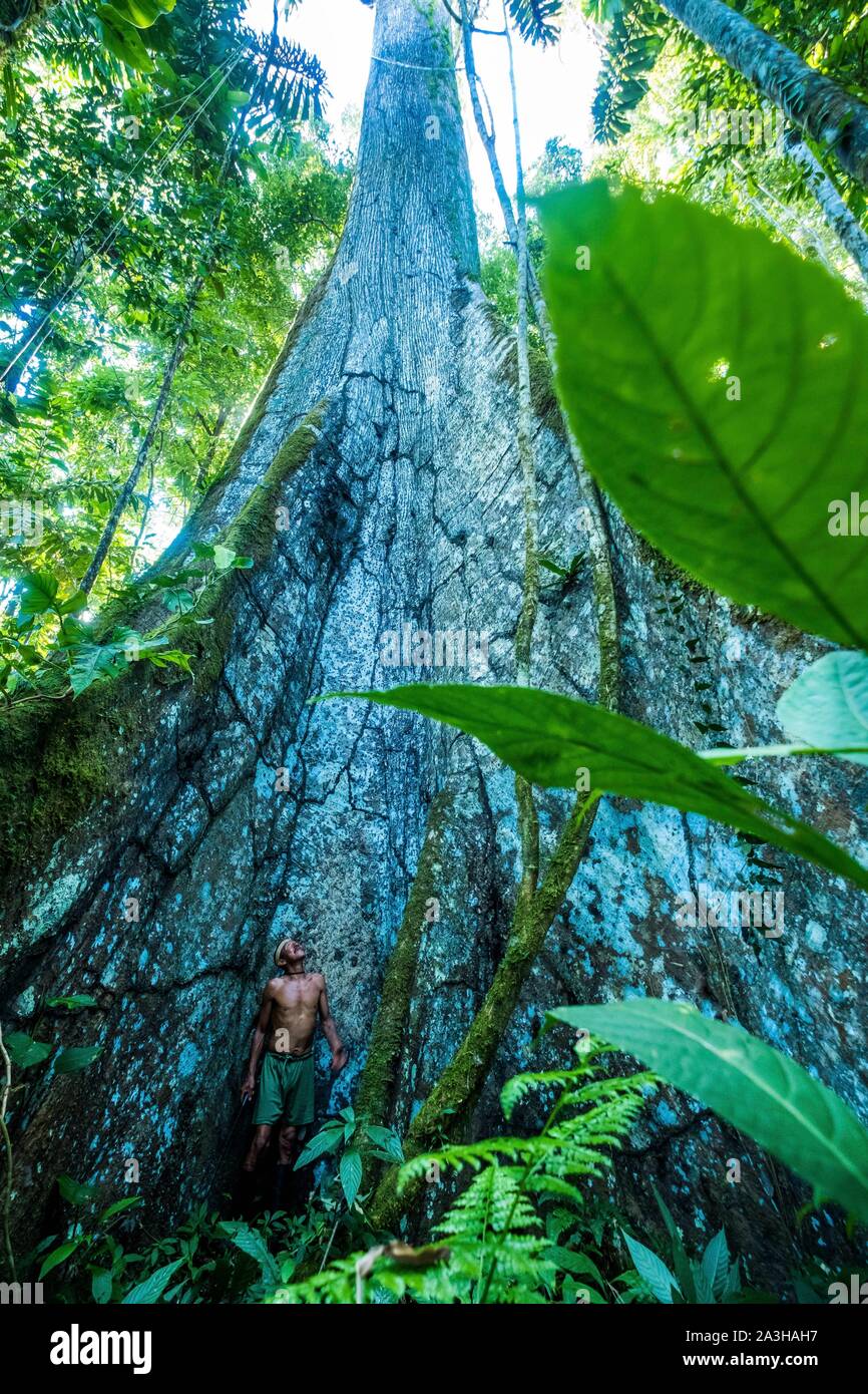 Giant kapok tree hi-res stock photography and images - Alamy