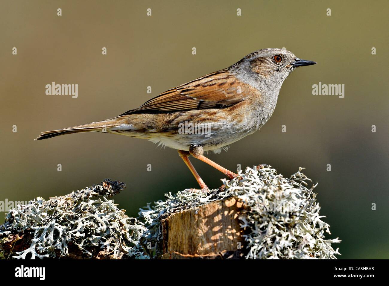 France, Doubs, bird, black tailed crow (Prunella modularis), male on a ...