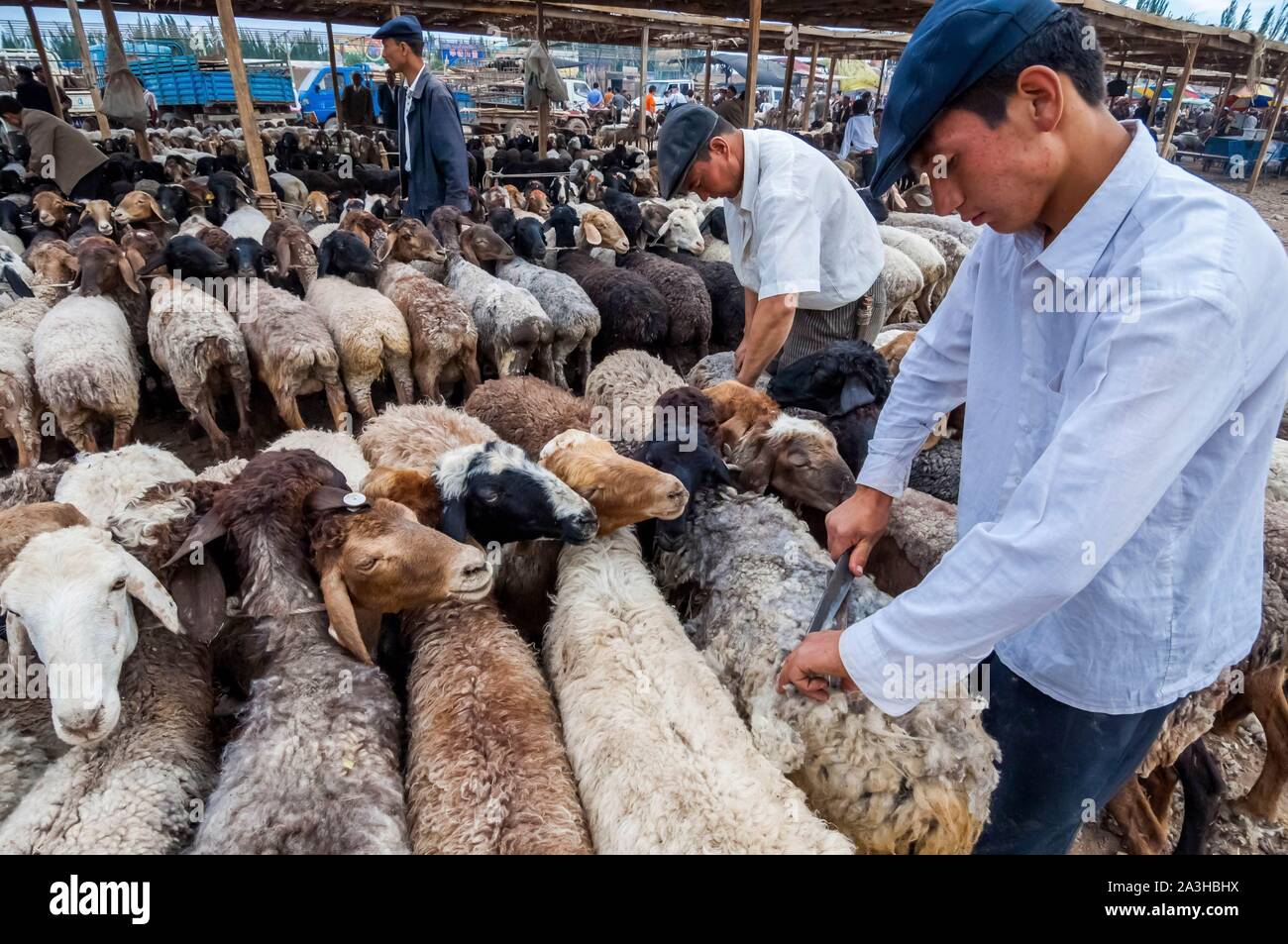 Xinjiang china sheep hi-res stock photography and images - Alamy