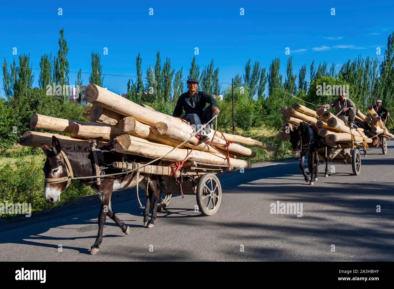 China, Xinjiang autonomous region, Kashgar, donkey carts transporting ...