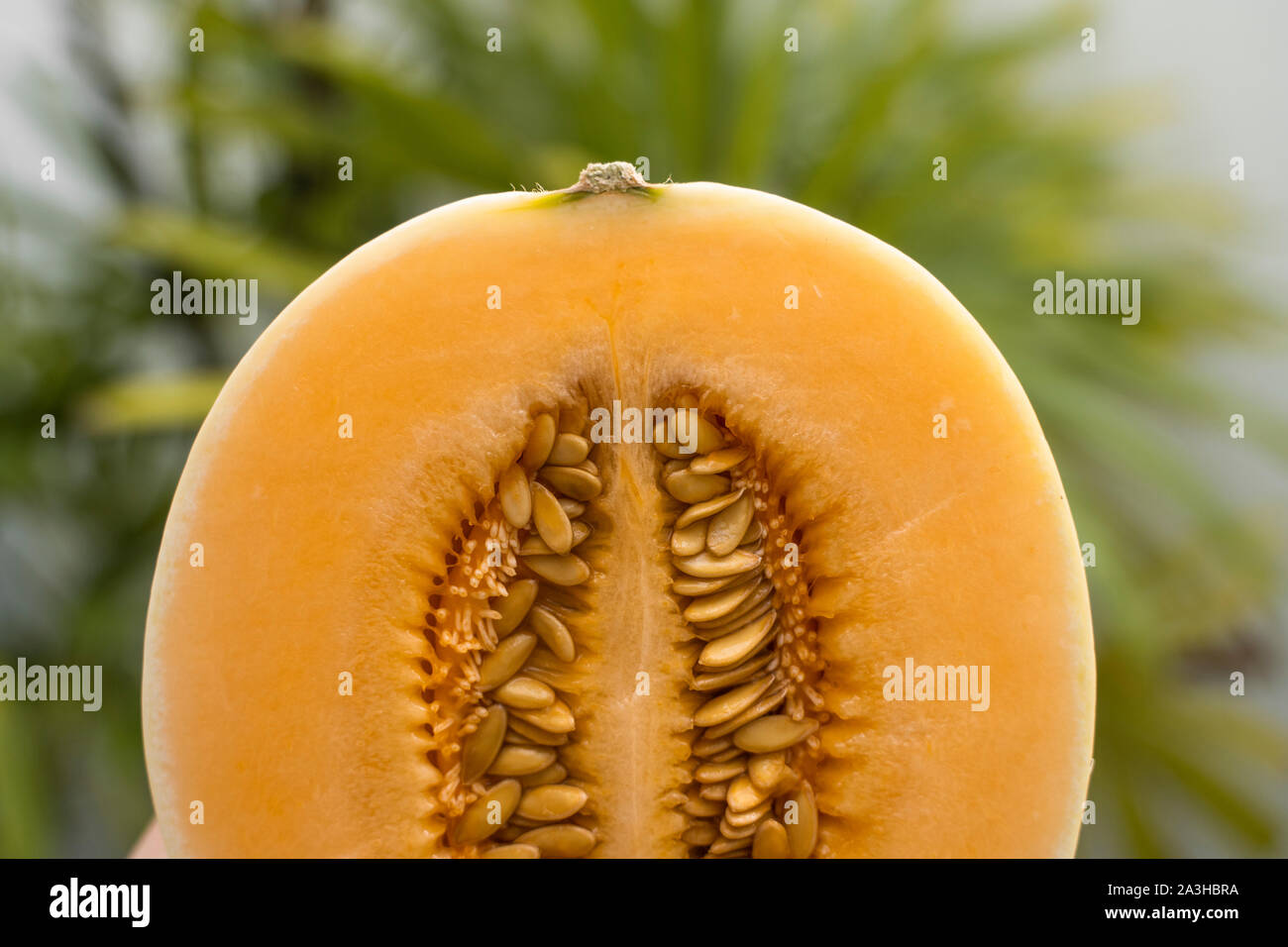 Seeds palm tree orange fruit hi-res stock photography and images - Alamy