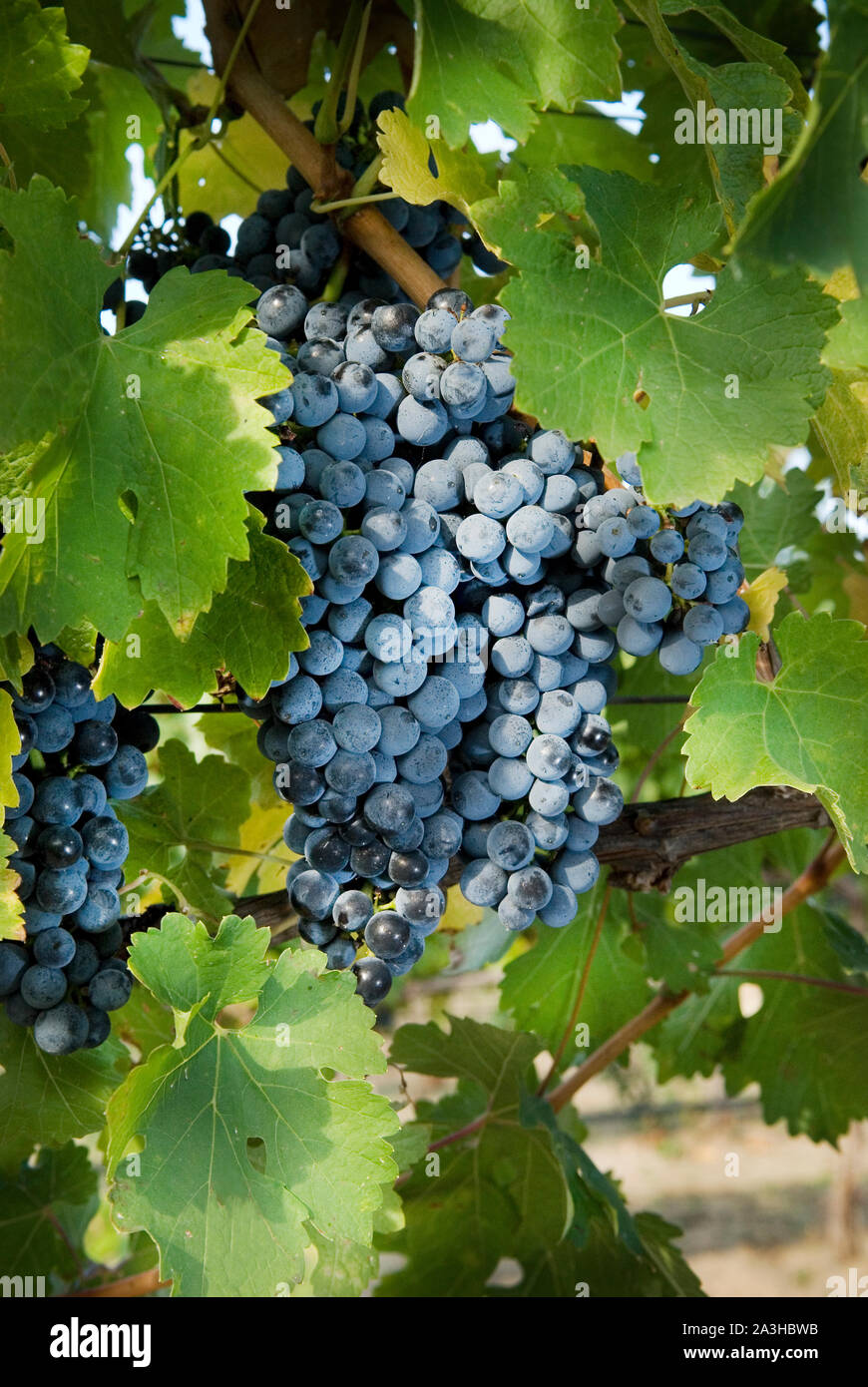 Bunches white grapes vitis vinifera hi-res stock photography and images ...