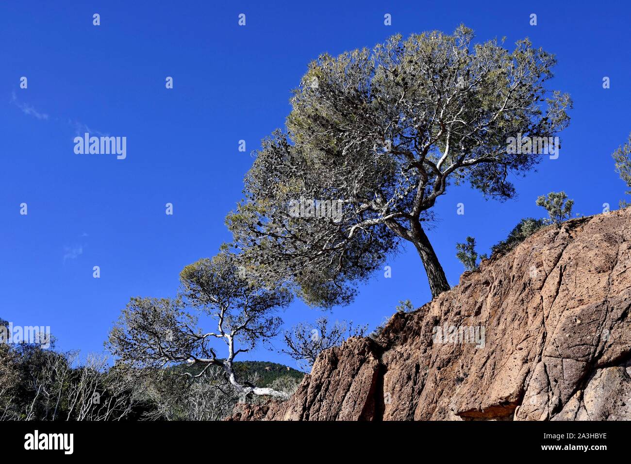 Hanging vegetation hi-res stock photography and images - Alamy