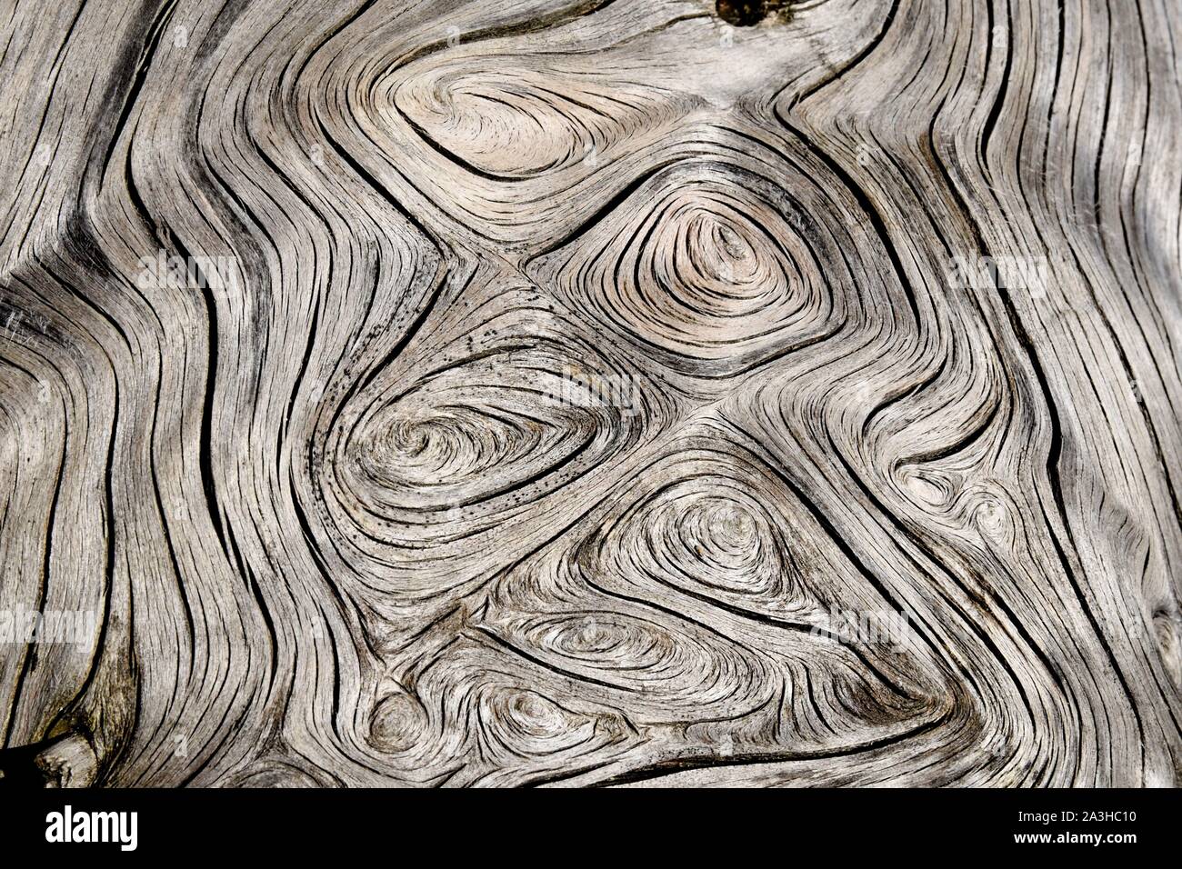 France, Haut Rhin, Saint Louis, nature reserve of the Alsatian Little ...