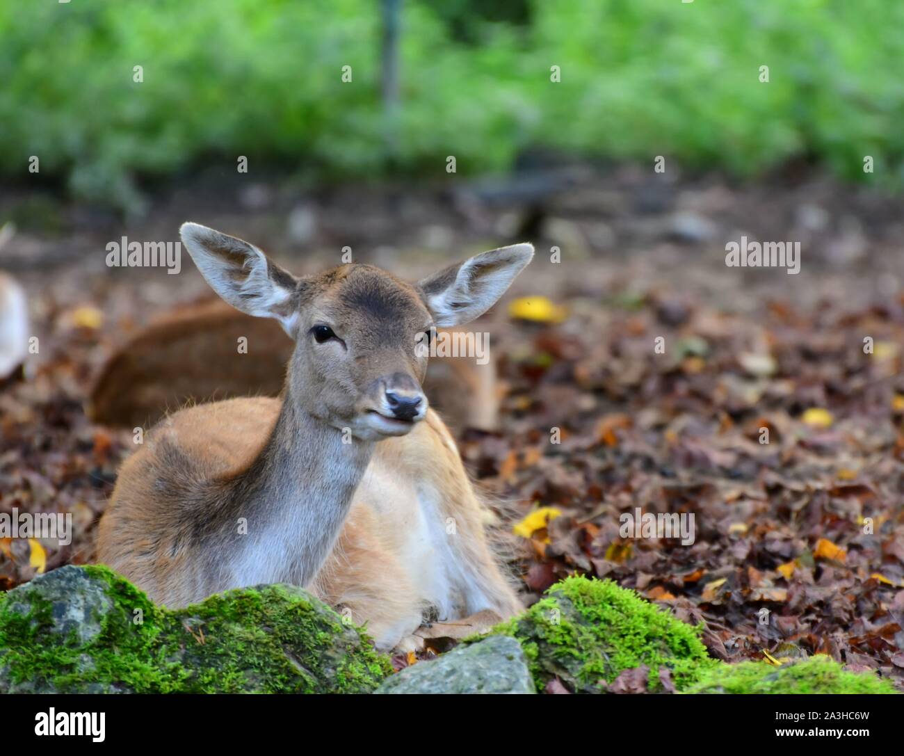 Female roe deer laying on the ground in autumn. Slovenia, ZOO Ljubljana ...