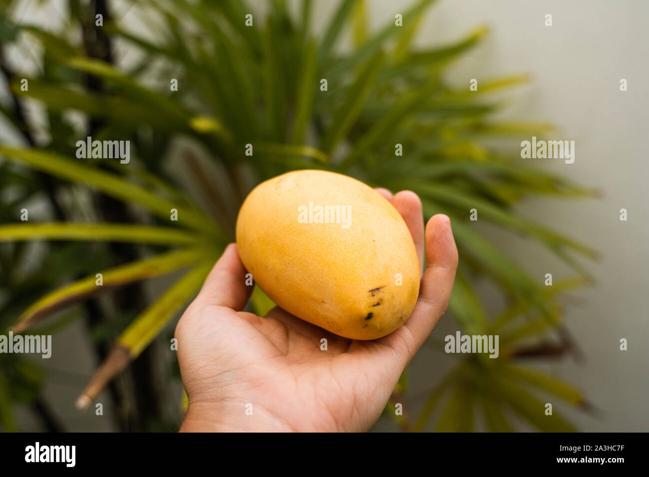 Mens hand holding a fresh and ripe mango fruit with a palm tree on ...