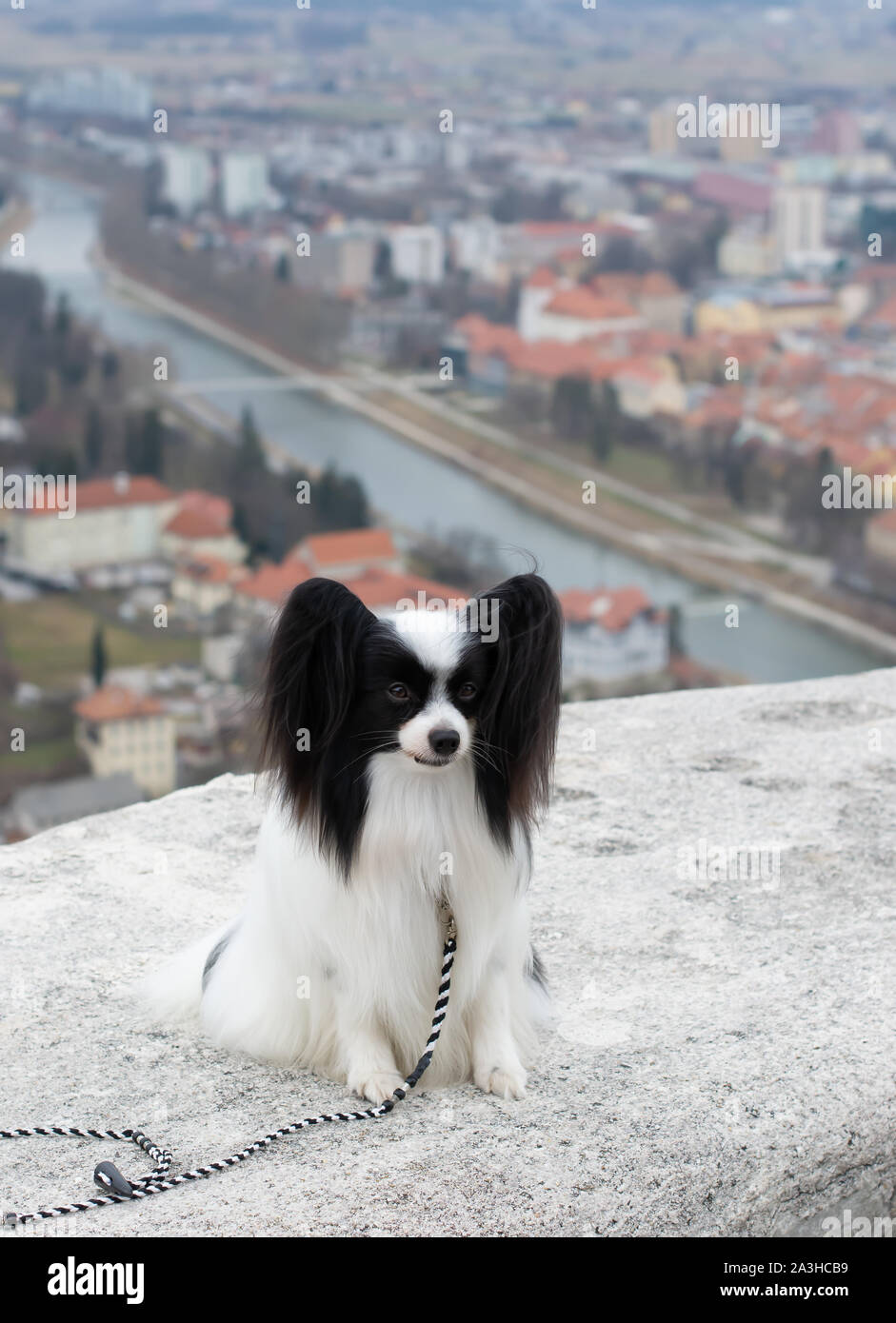 Papillon Puppies Black And White