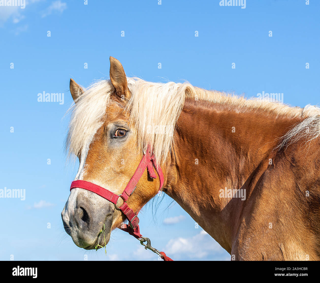 Female horse hi-res stock photography and images - Alamy