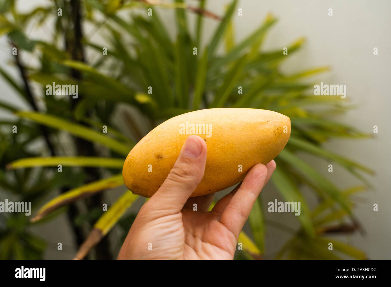 Mens hand holding a fresh and ripe mango fruit with a palm tree on ...