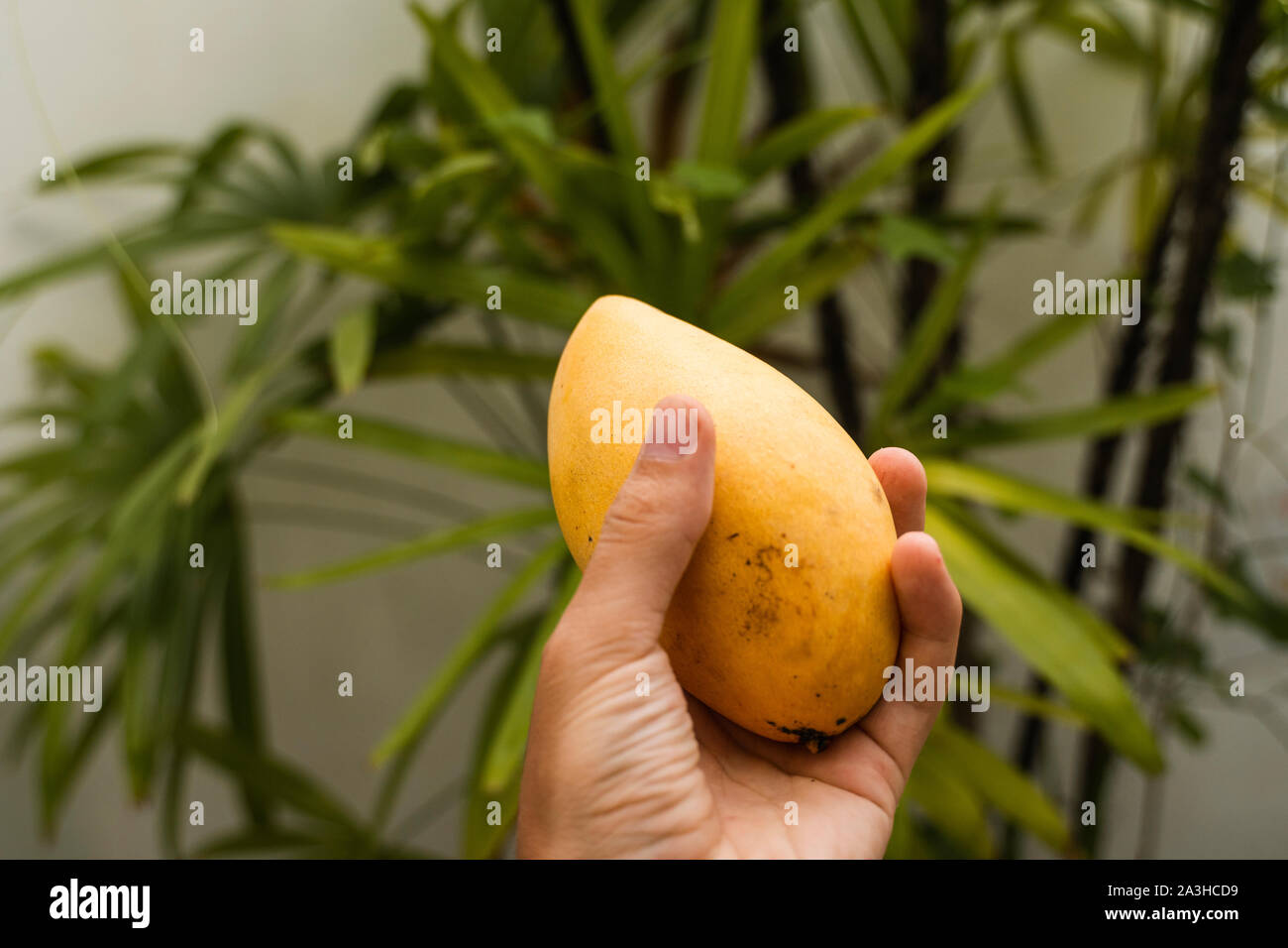 Mens hand holding a fresh and ripe mango fruit with a palm tree on ...