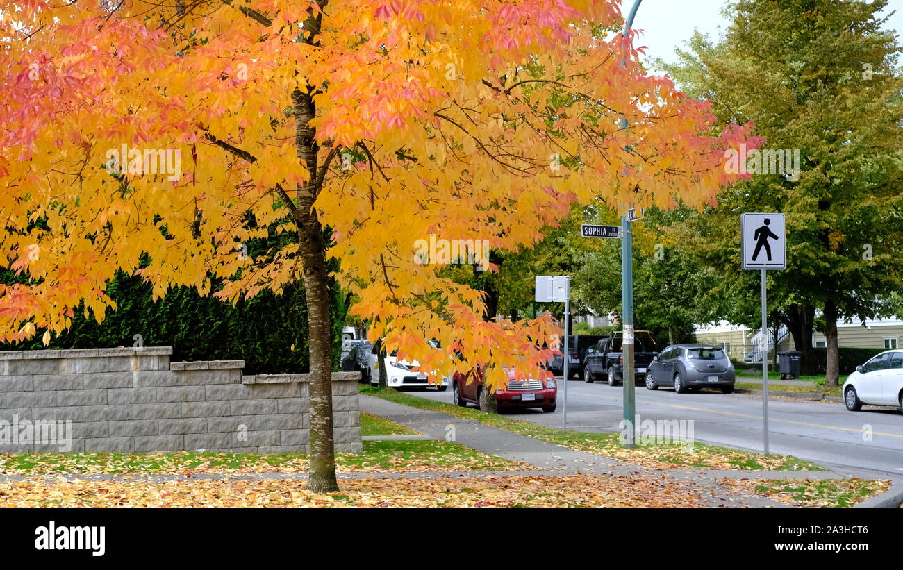 fall in Vancouver Stock Photo - Alamy