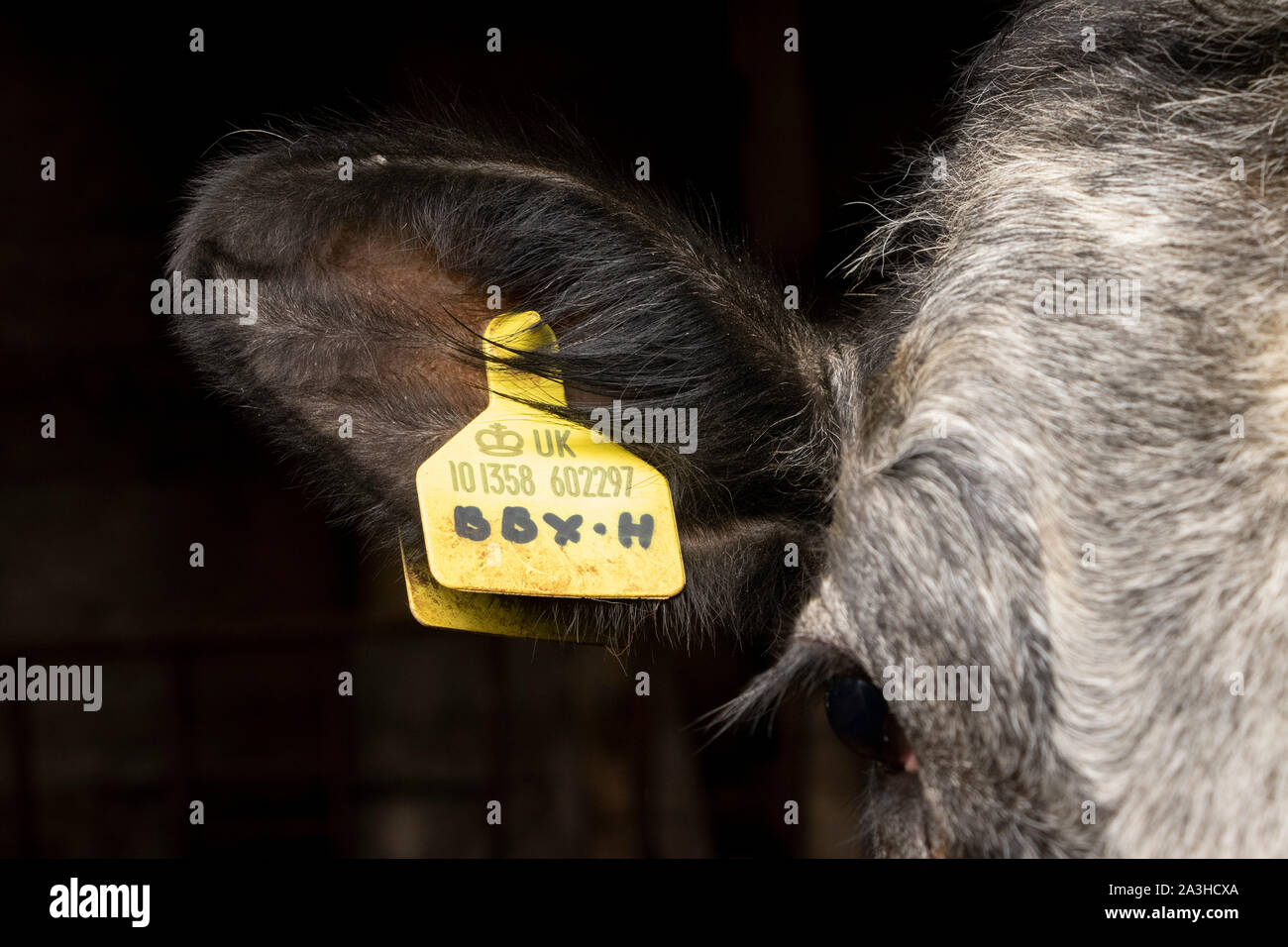 Ear identification hi-res stock photography and images - Alamy