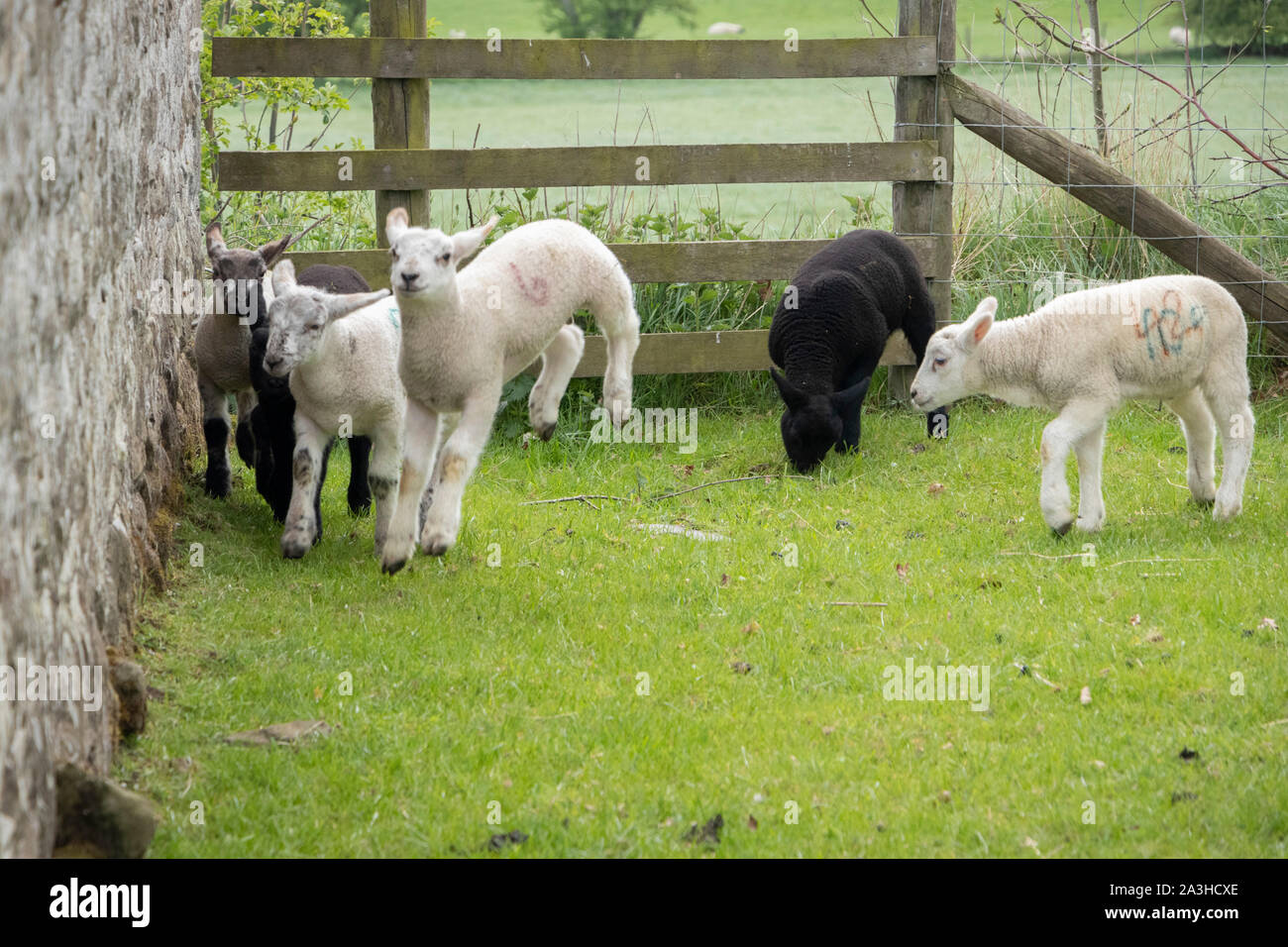 Spring born animals hi-res stock photography and images - Alamy