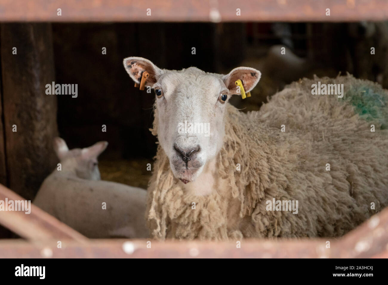 sheep in pen on Northumberland farm Stock Photo - Alamy