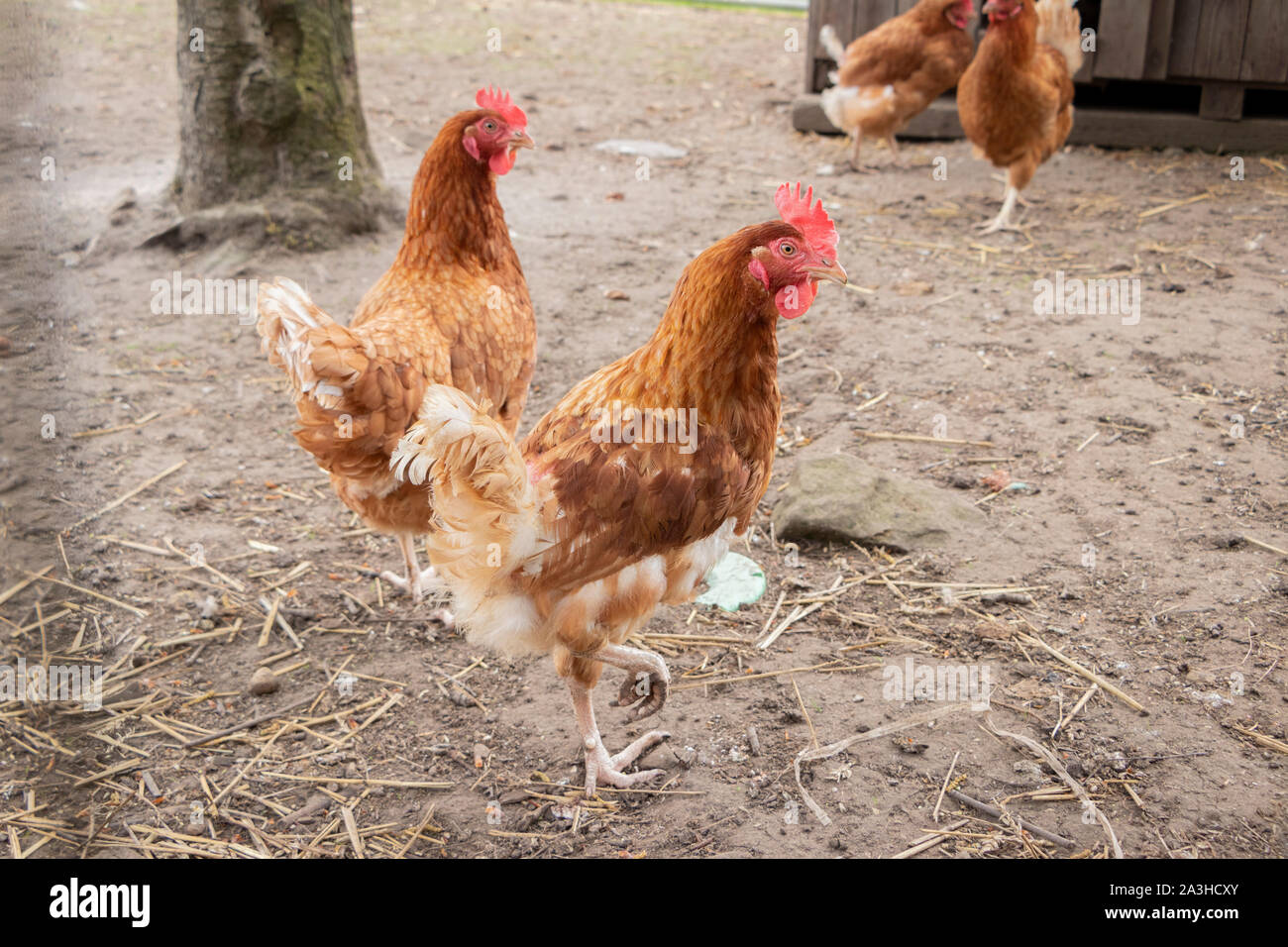 chickens running around a hen house on a farm Stock Photo - Alamy