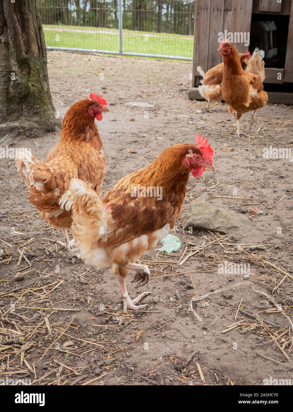 chickens running around a hen house on a farm Stock Photo - Alamy