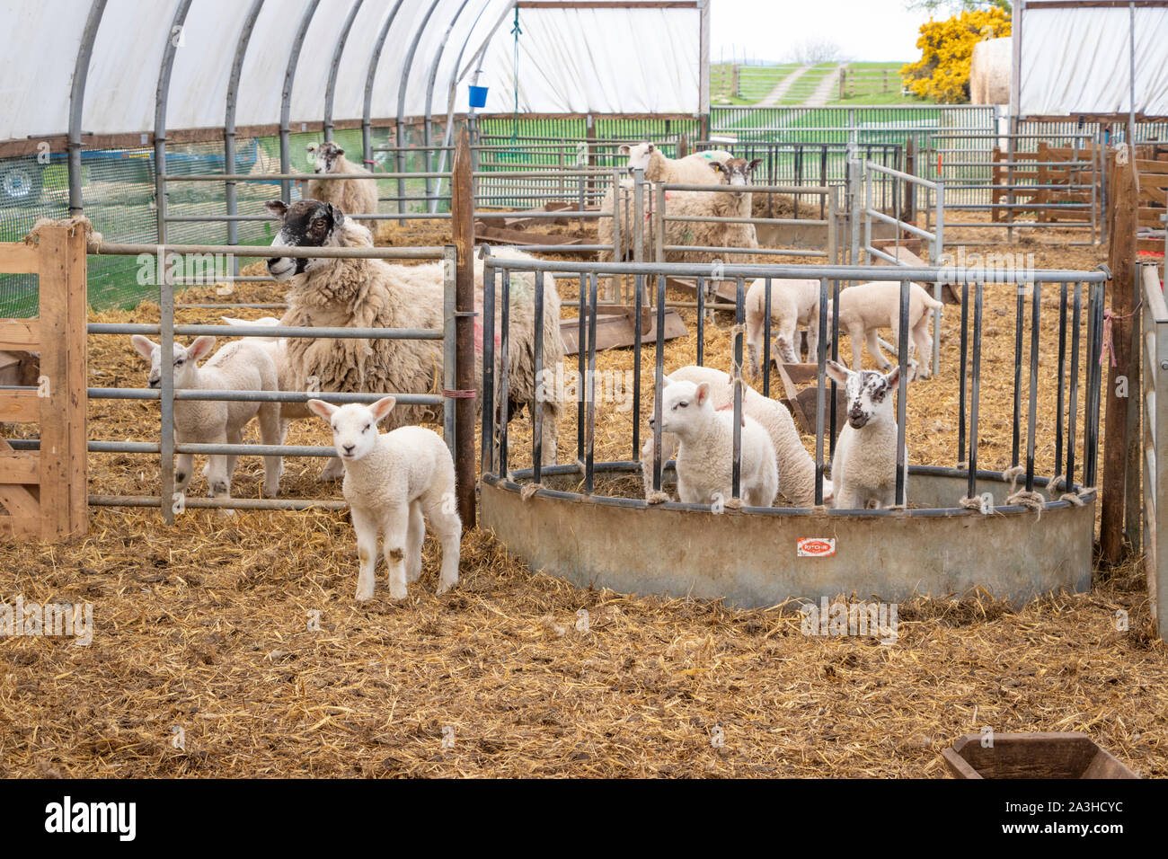 sheep and lambs in poly tunnel on a farm in Northumberland Stock Photo ...